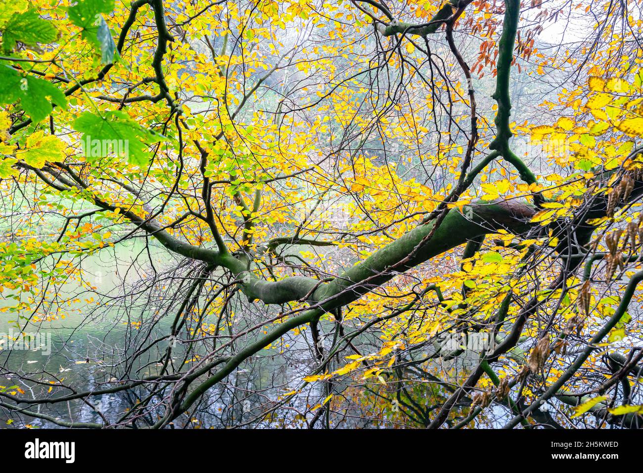 Branch hanging over water hi-res stock photography and images - Alamy