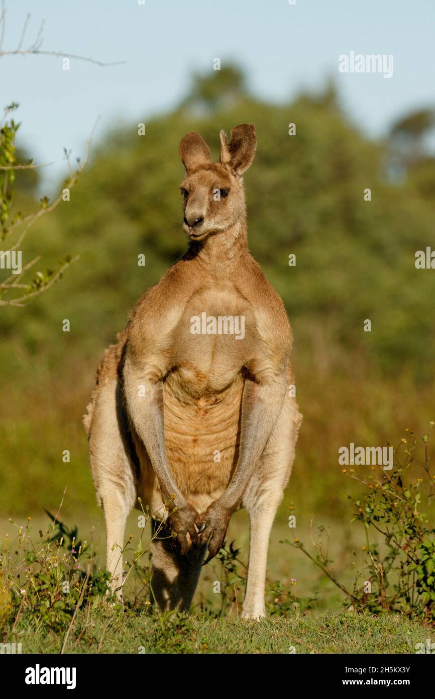 Eastern Grey Kangaroo (Macropus giganteus) an adult male seen in Tinchi ...
