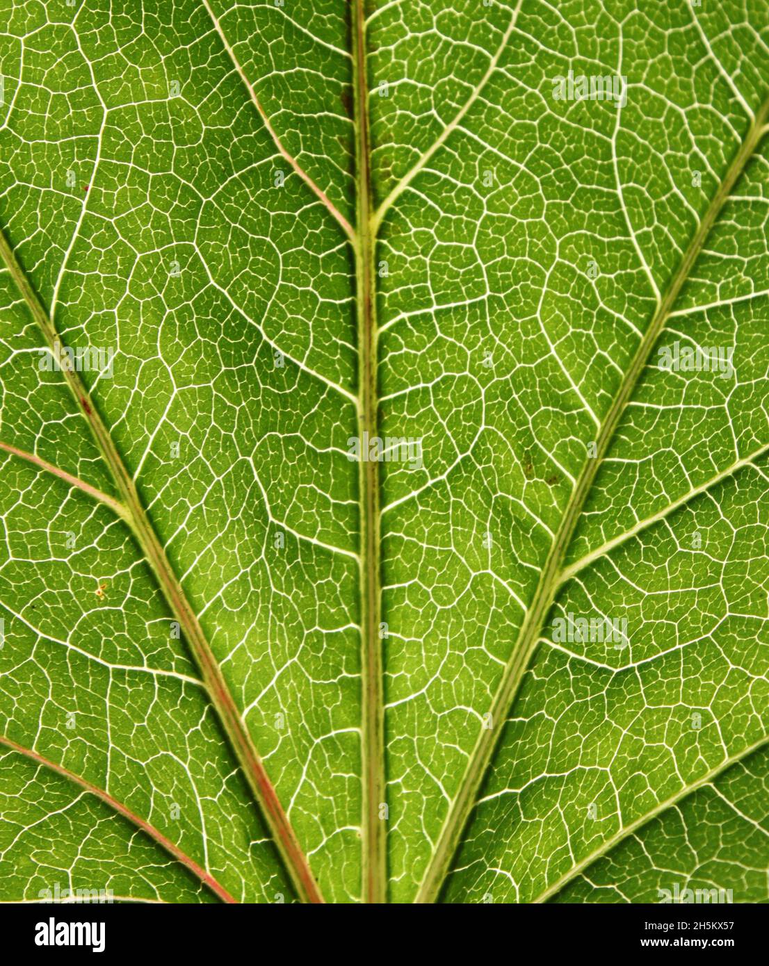 Translucent green leaf hi-res stock photography and images - Alamy