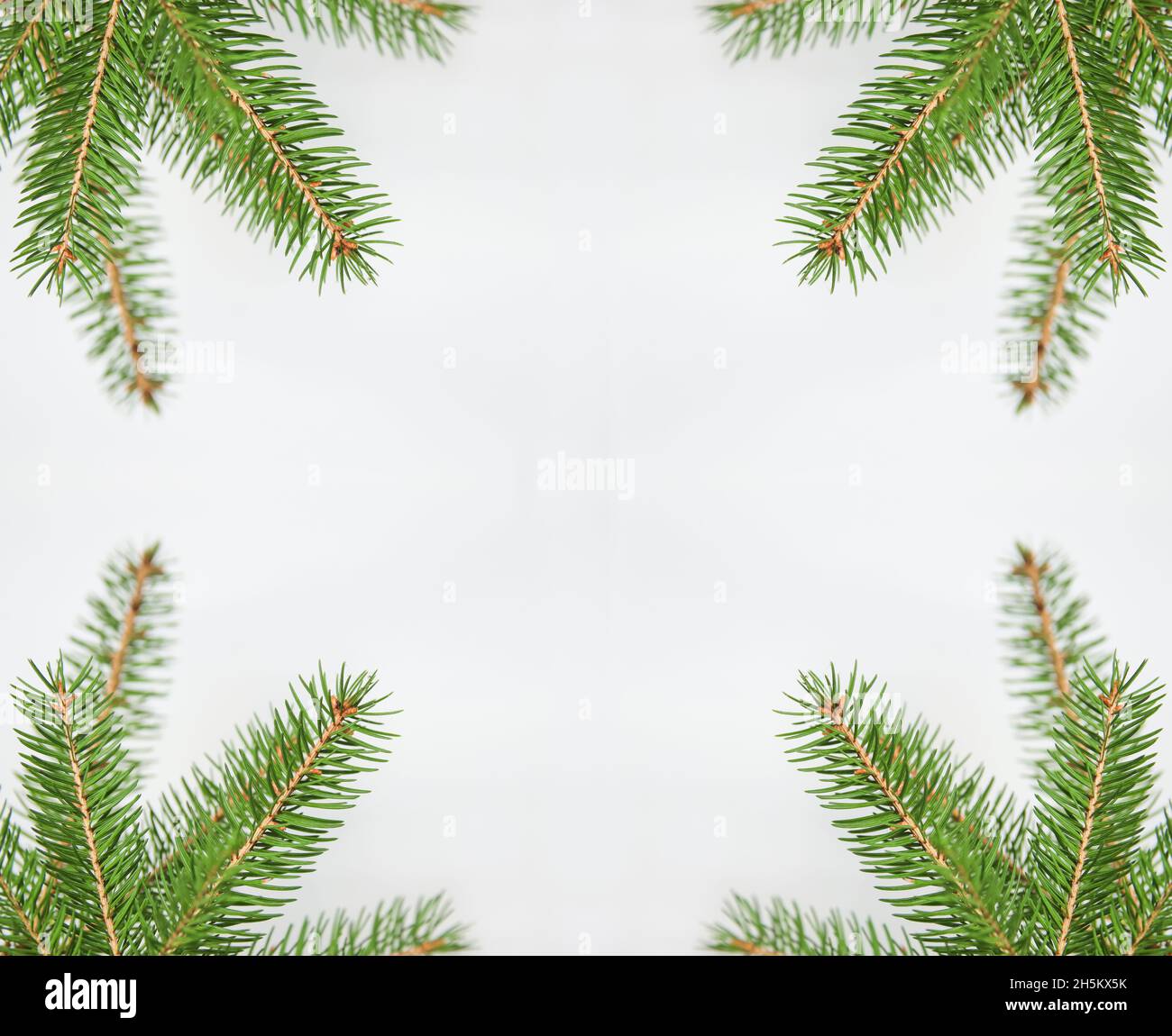 Fir branch or spruce branch with needles isolated on white background ...