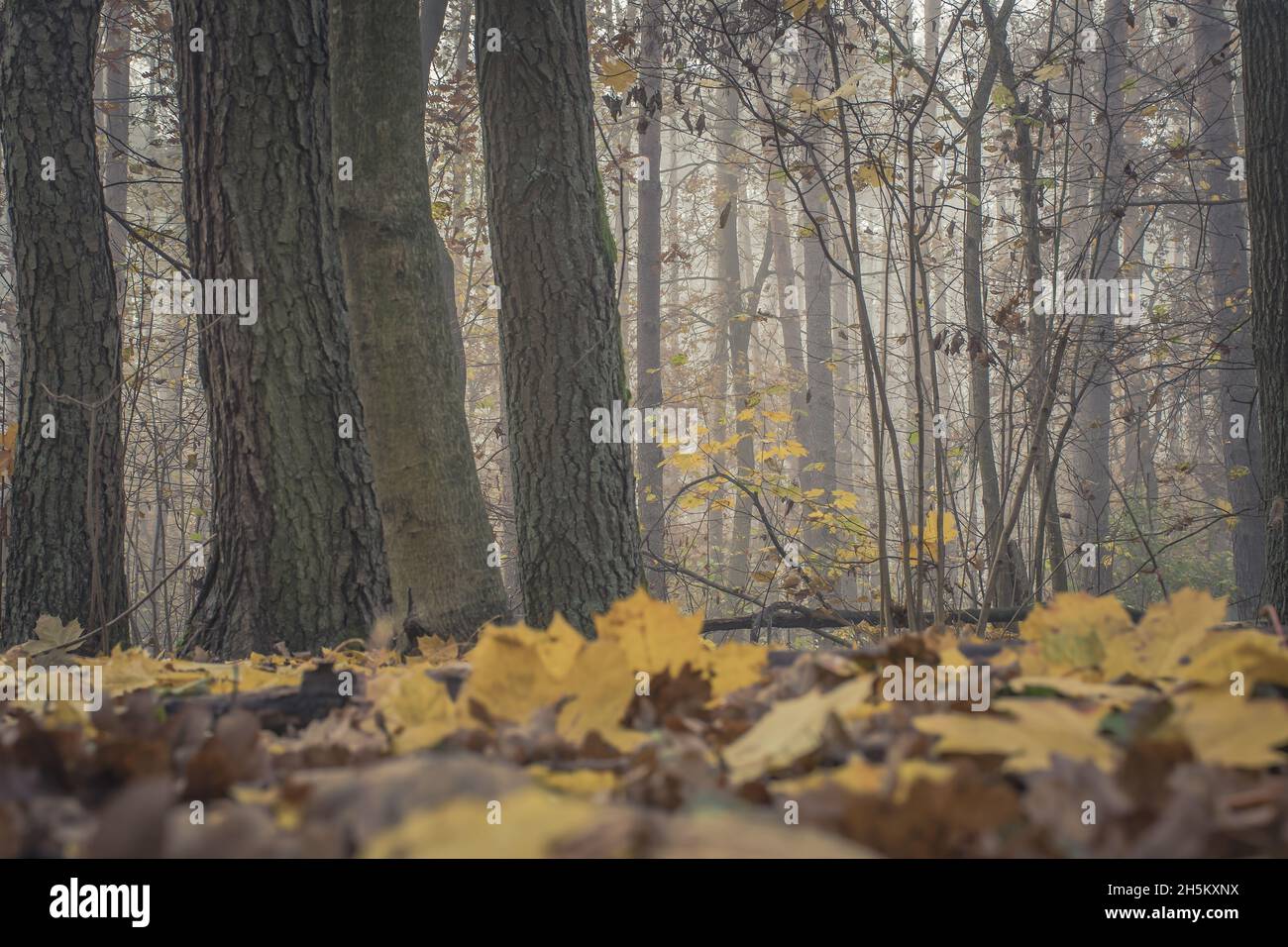 Beautiful view of a forest with many trees in the mist Stock Photo - Alamy