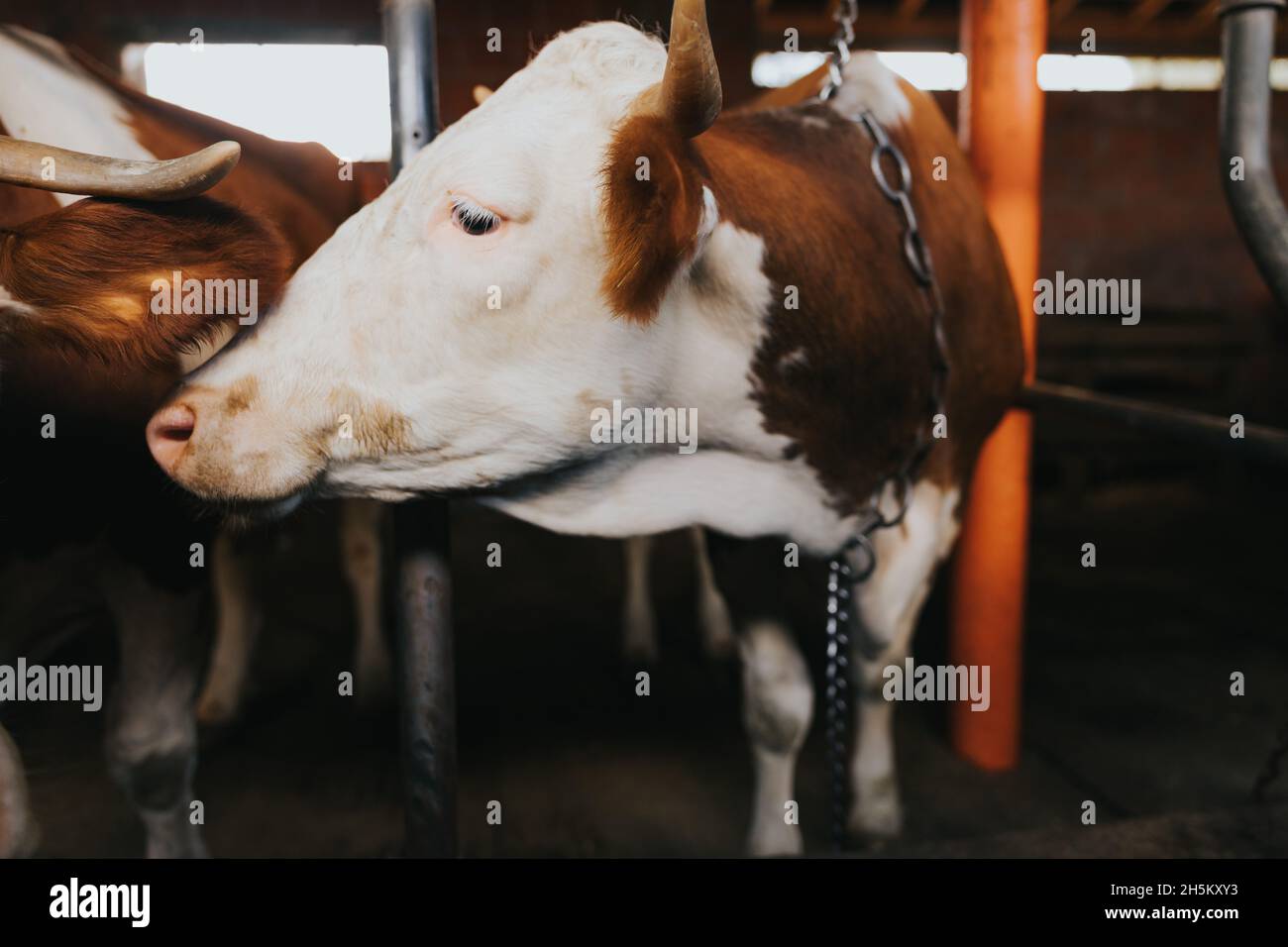 Bull in a barn hi-res stock photography and images - Alamy