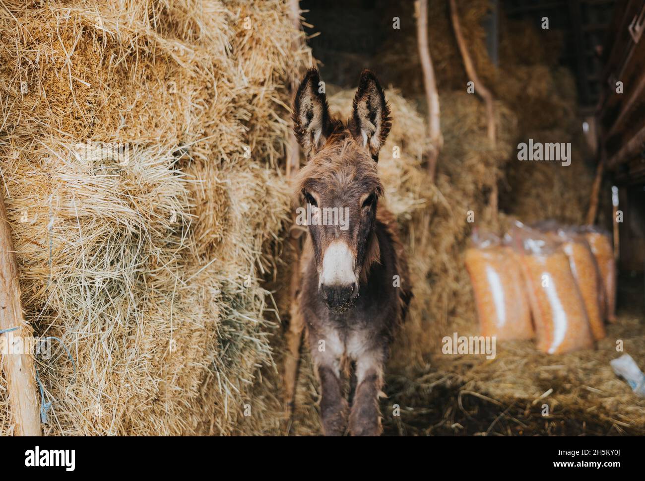 Donkey in a barn hi-res stock photography and images - Alamy