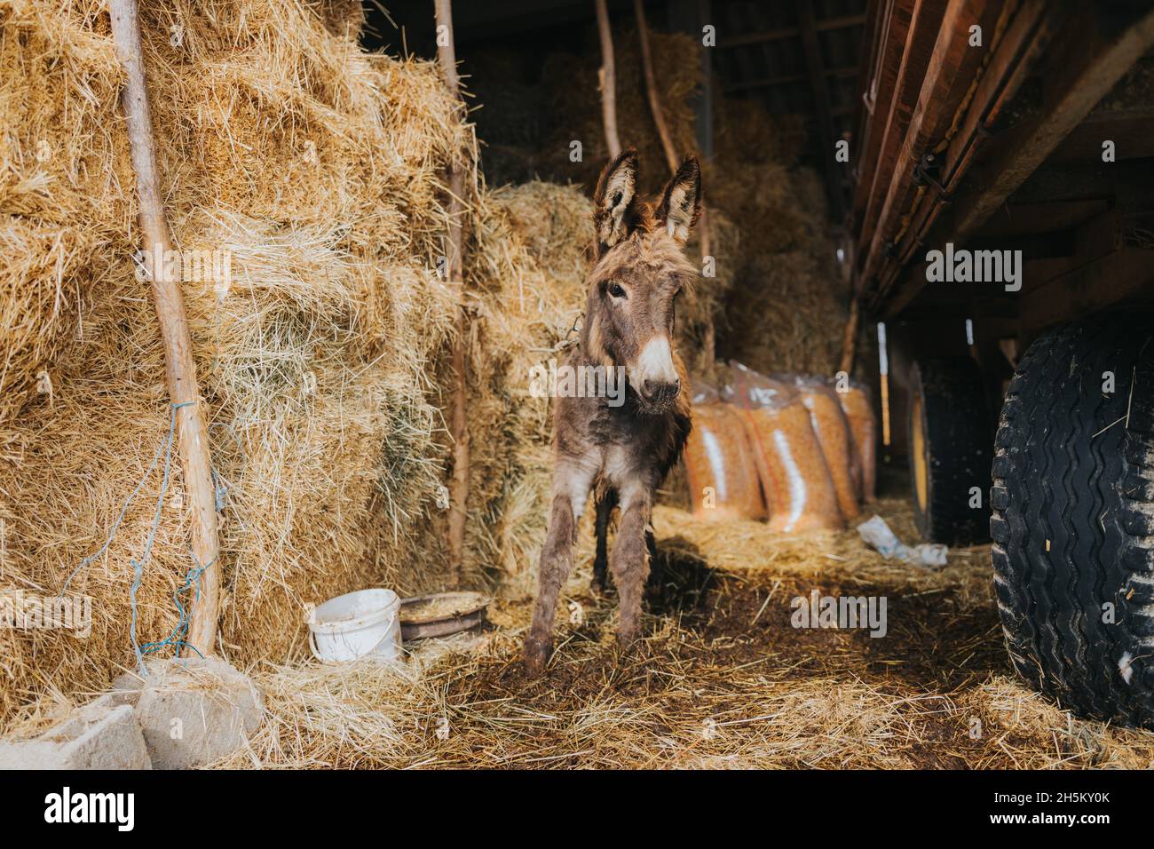 Beautiful shot of a donkey in a barn full of hay Stock Photo - Alamy