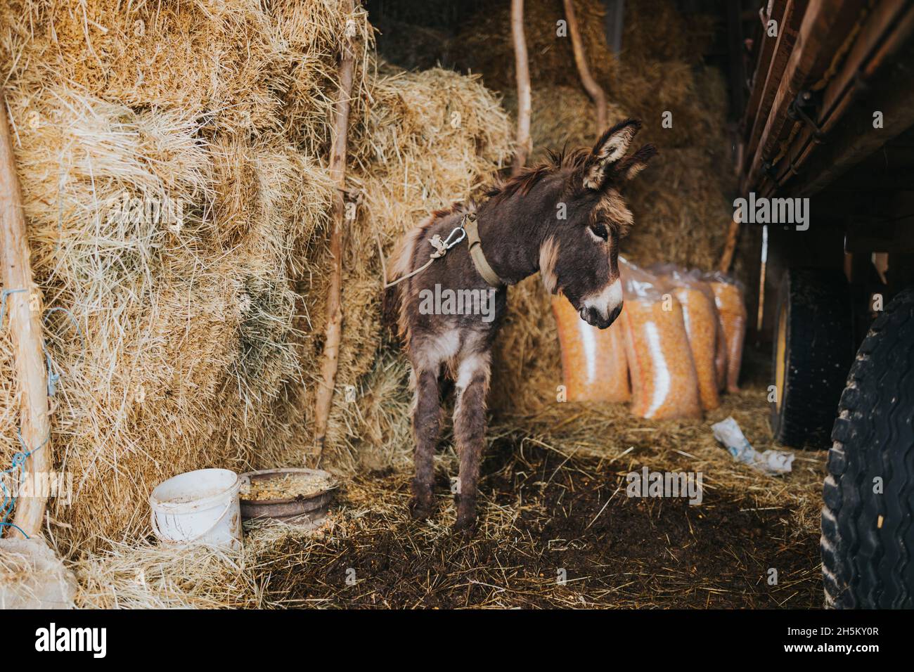 Donkey in a barn hi-res stock photography and images - Alamy