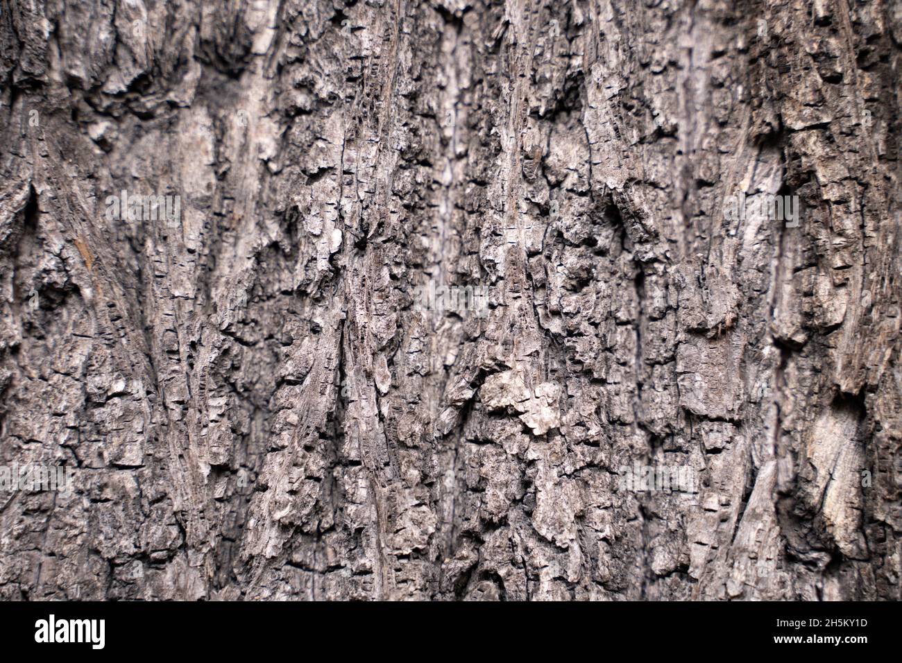 Brown tree bark texture close up background Stock Photo - Alamy