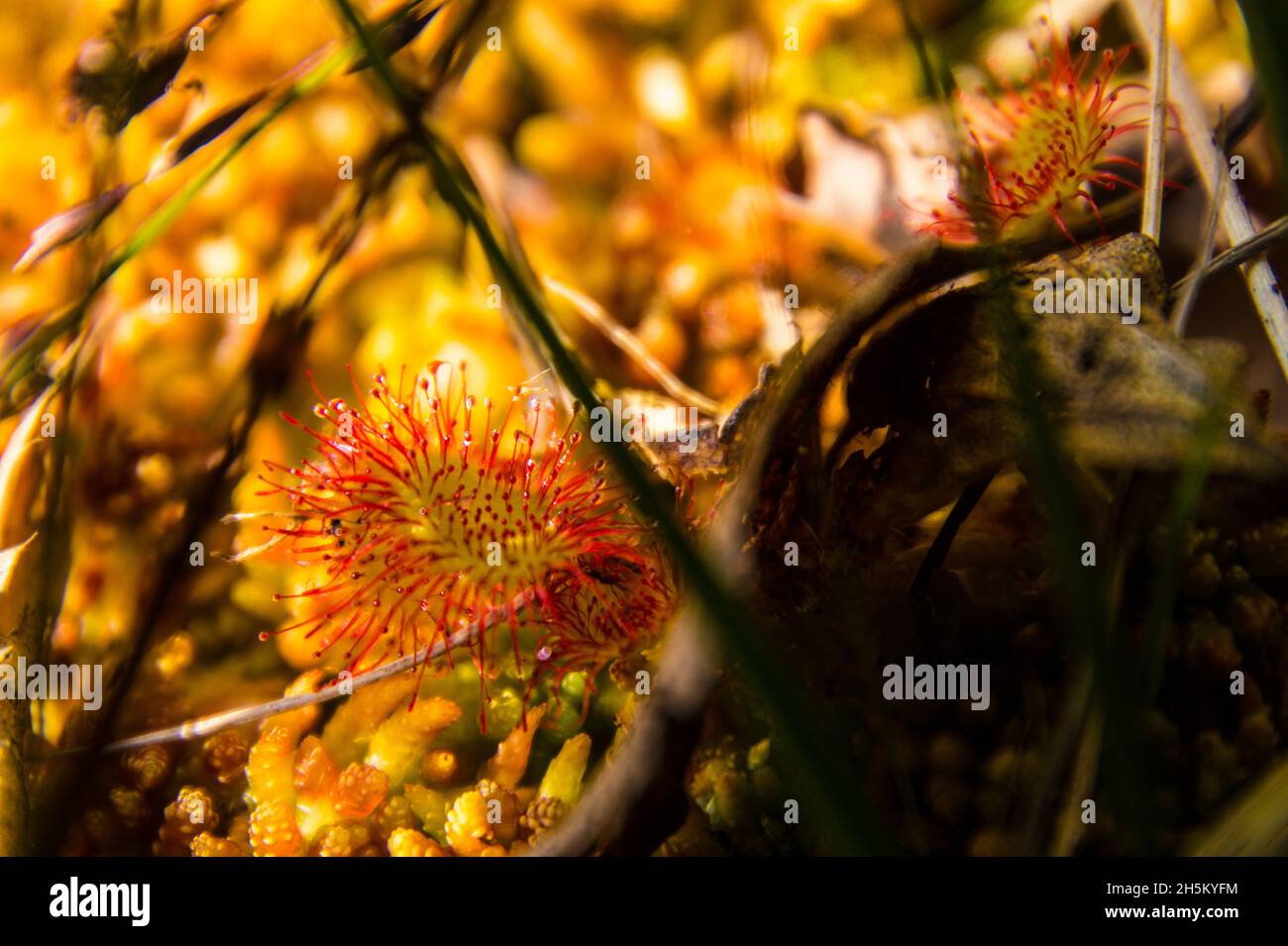 Closeup of the growing Round-leaved sundew in the wild Stock Photo - Alamy