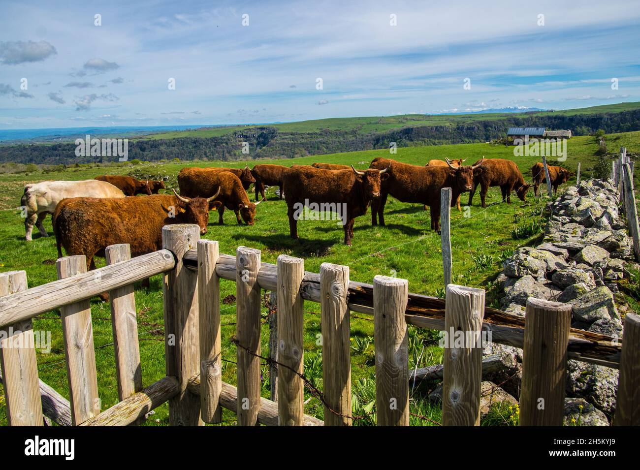 Cattle grazing on the grassy hills in Buron village in France Stock ...