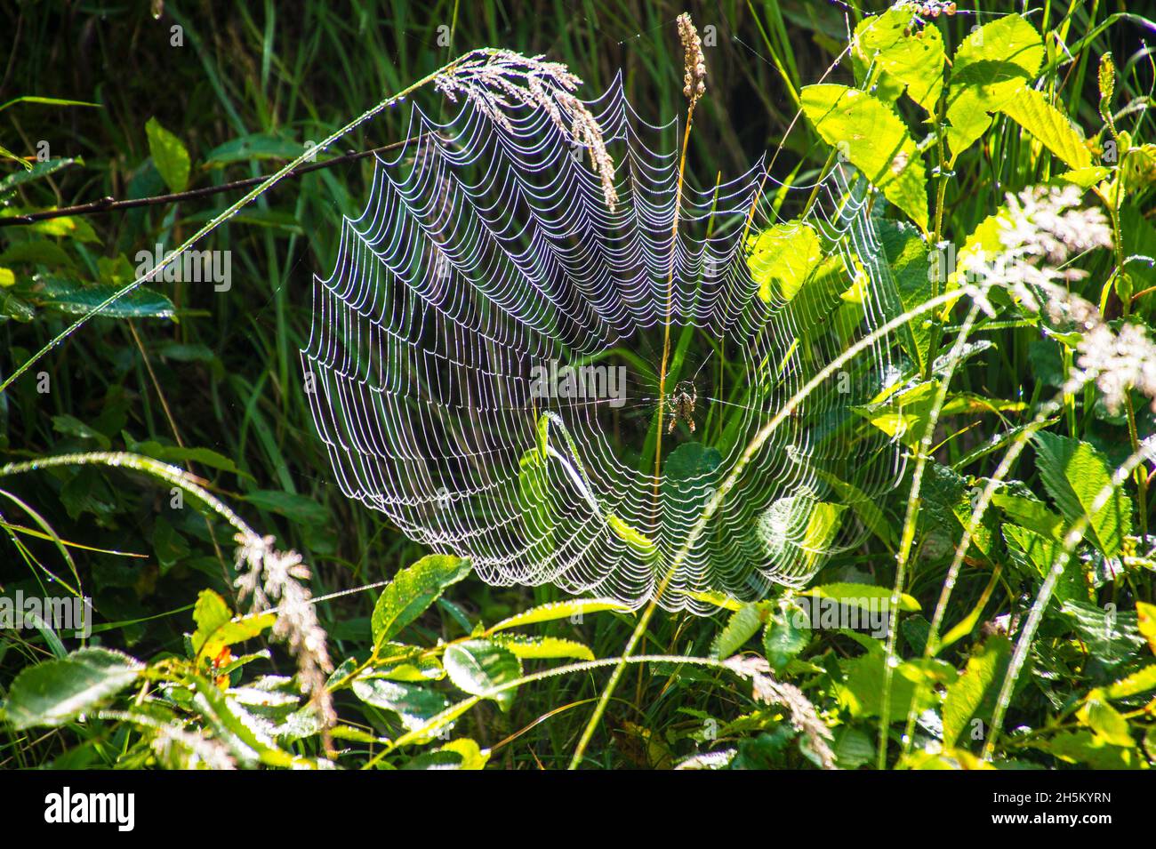 Cobweb cobwebs hi-res stock photography and images - Alamy