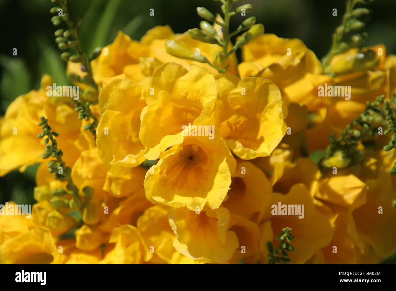 Tecoma flower hi-res stock photography and images - Alamy