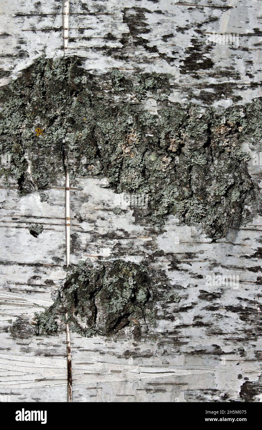 Grey brown cedar bark hi-res stock photography and images - Alamy