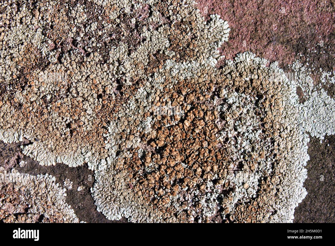 Tree lichens lichen black background hi-res stock photography and ...