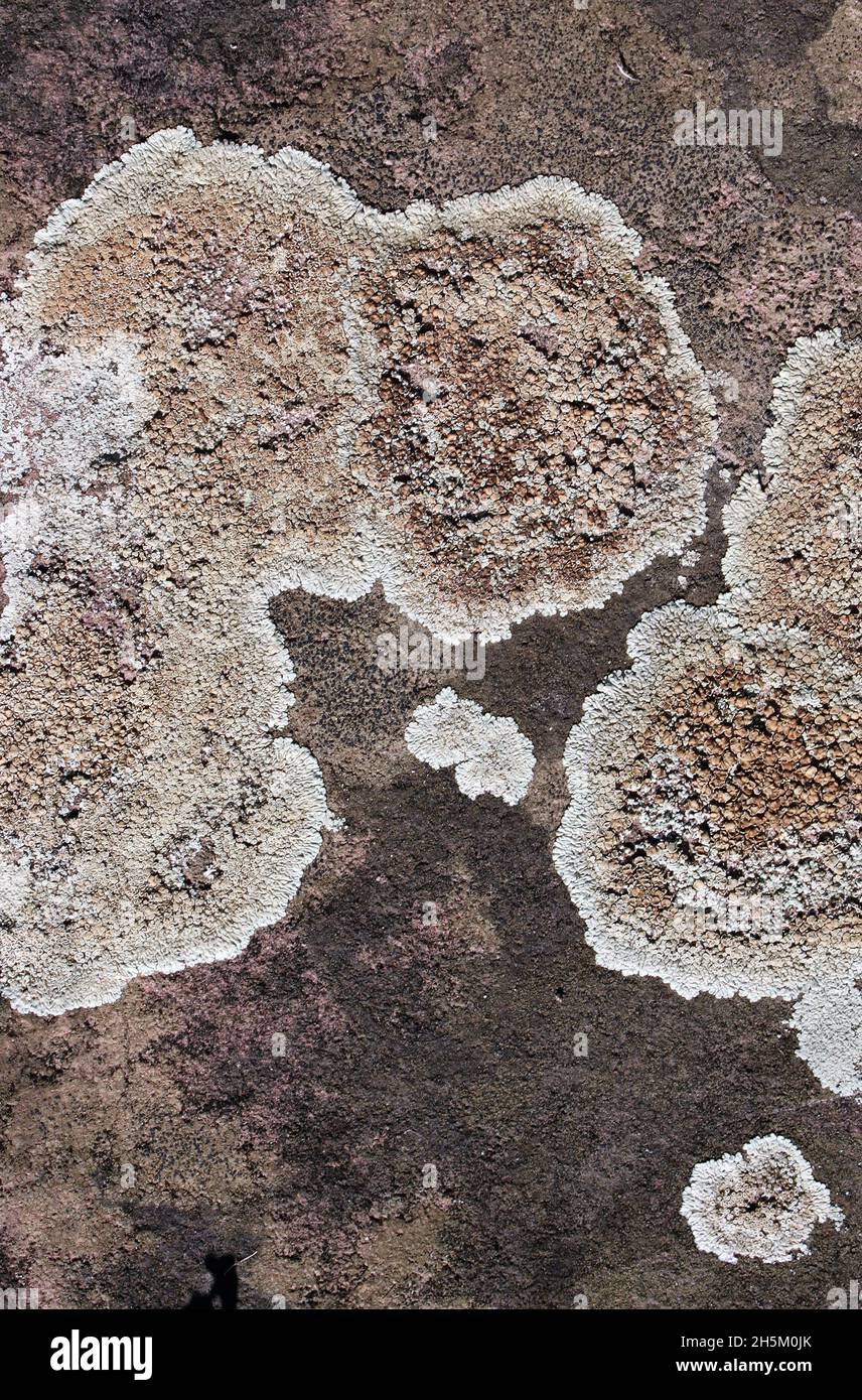 Lichens on a stone hi-res stock photography and images - Alamy