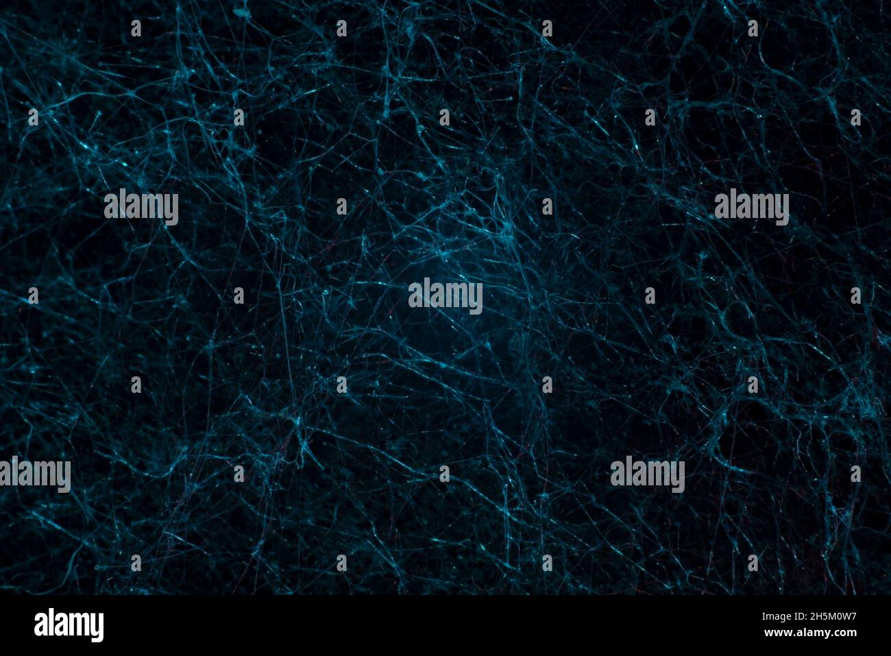 Mycelium network hi-res stock photography and images - Alamy