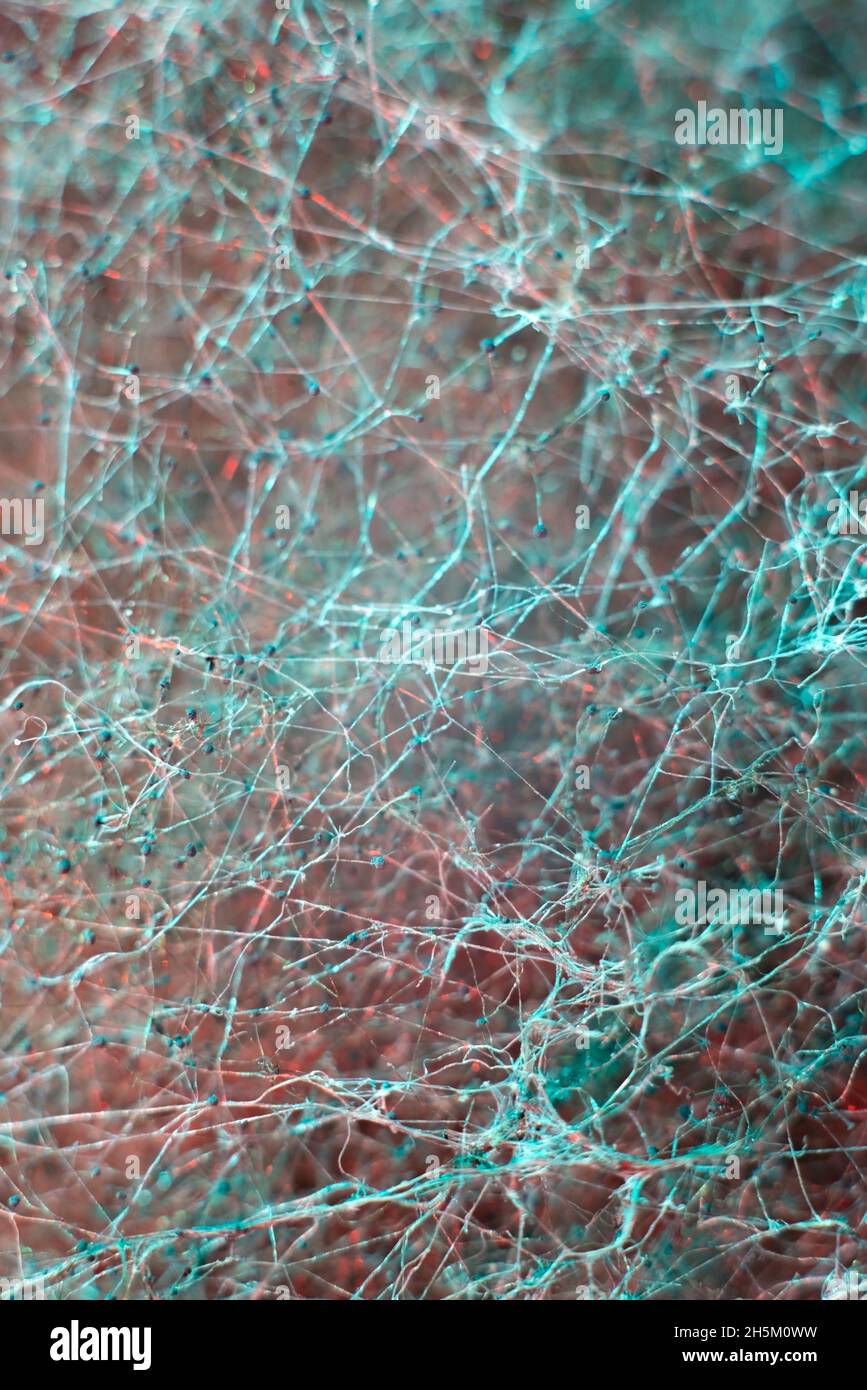 Neural network architecture hi-res stock photography and images - Alamy