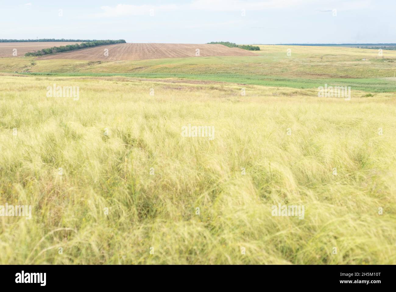 grassland background yellow grass in the field landscape rustic Stock ...