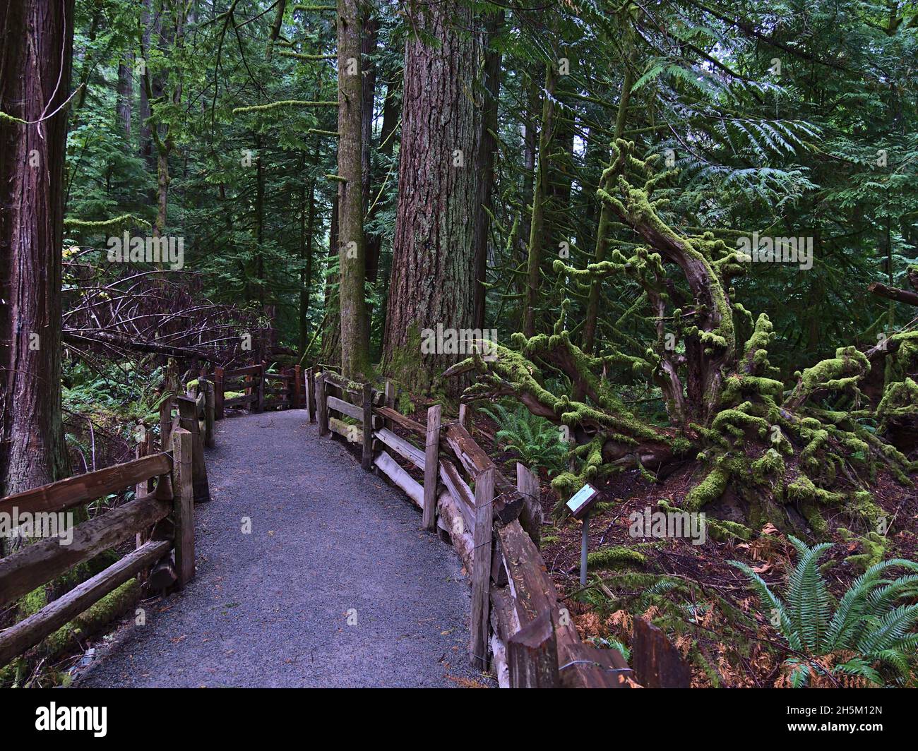 View of footpath leading through Cathedral Grove with old Douglas fir ...