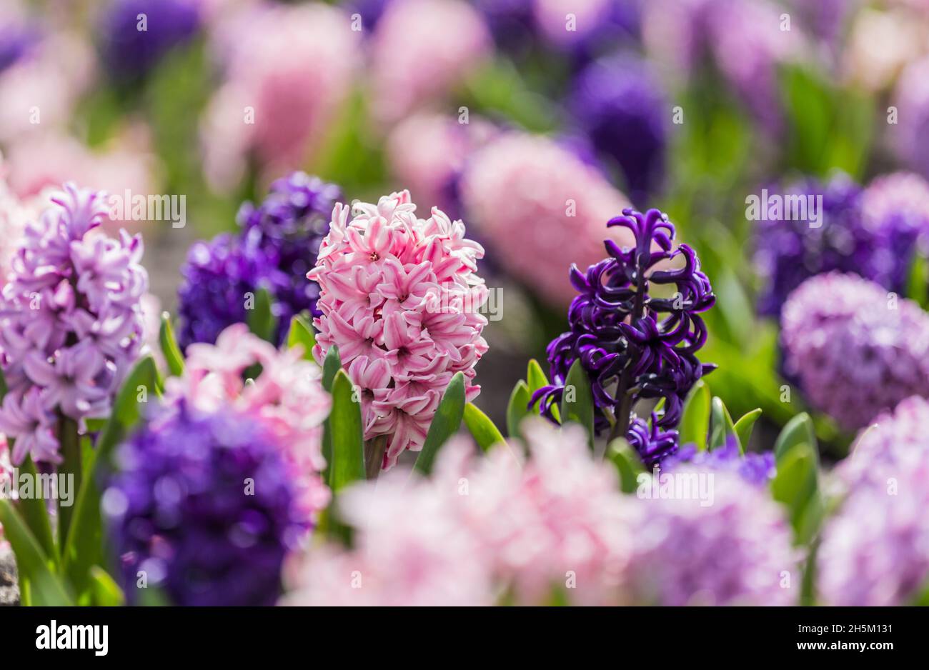 Large flower bed with multi-colored hyacinths, traditional easter ...