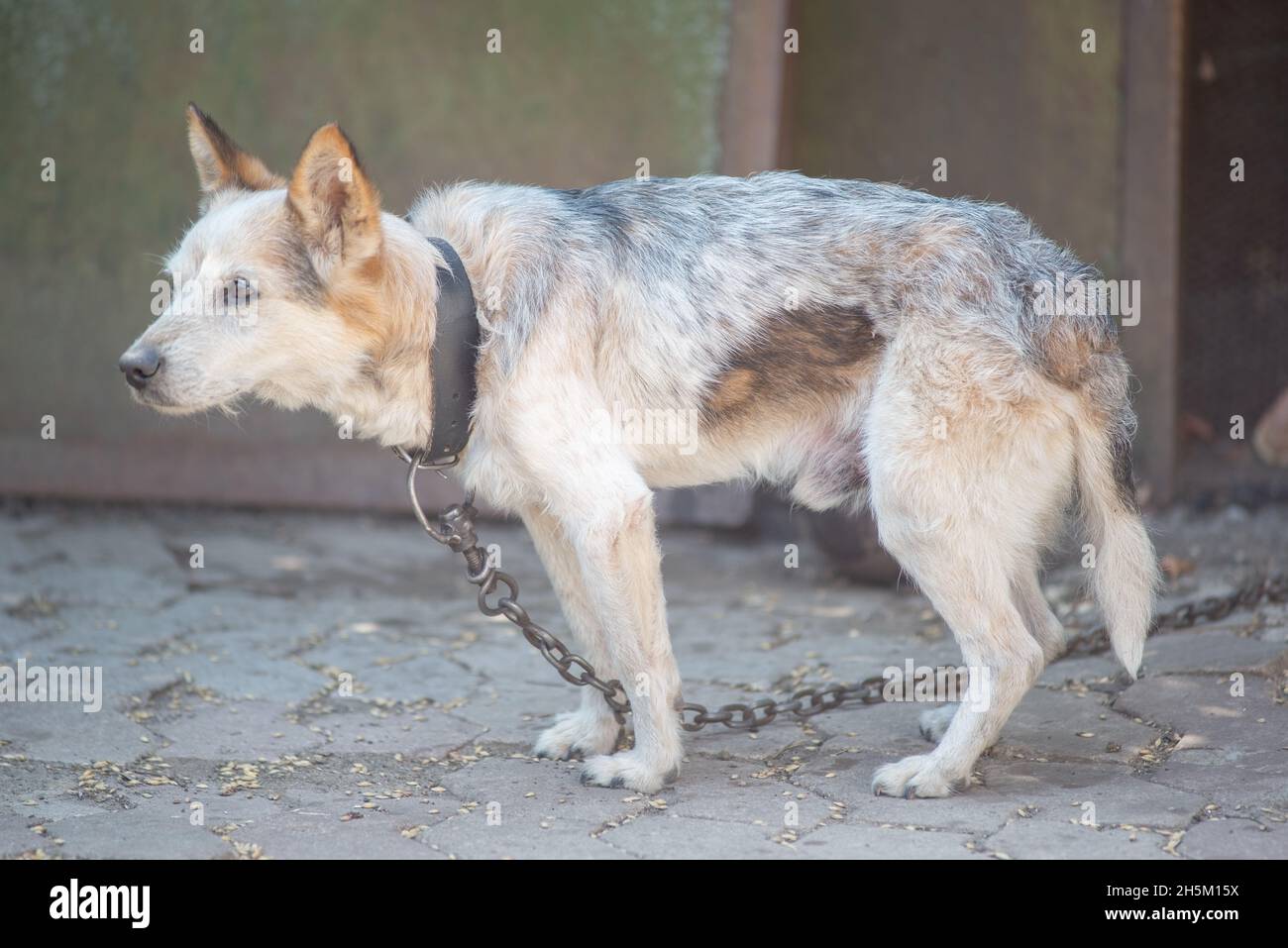 Dog chained dog watch dog hi-res stock photography and images - Alamy