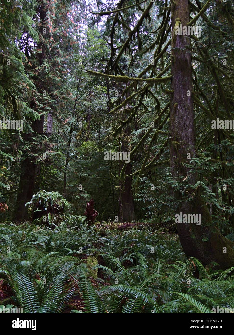 Portrait view of dense temperate rainforest with lush green vegetation ...