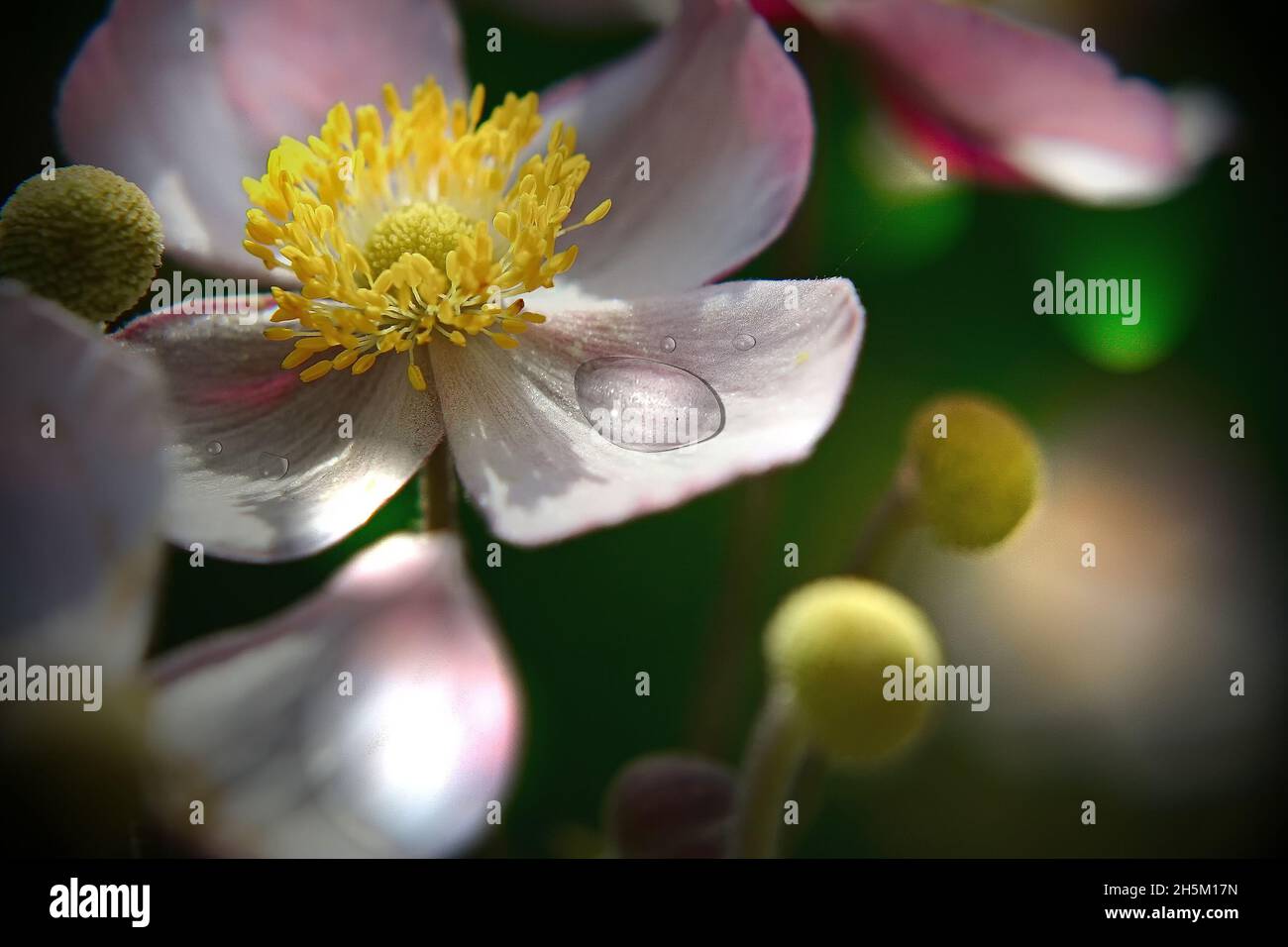 Japanese Buttercup High Resolution Stock Photography and Images - Alamy