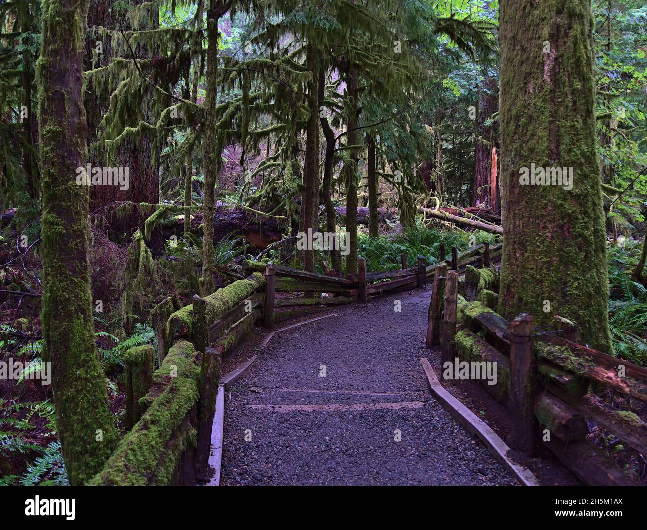 Footpath with weathered wooden railing leading through old forest at ...