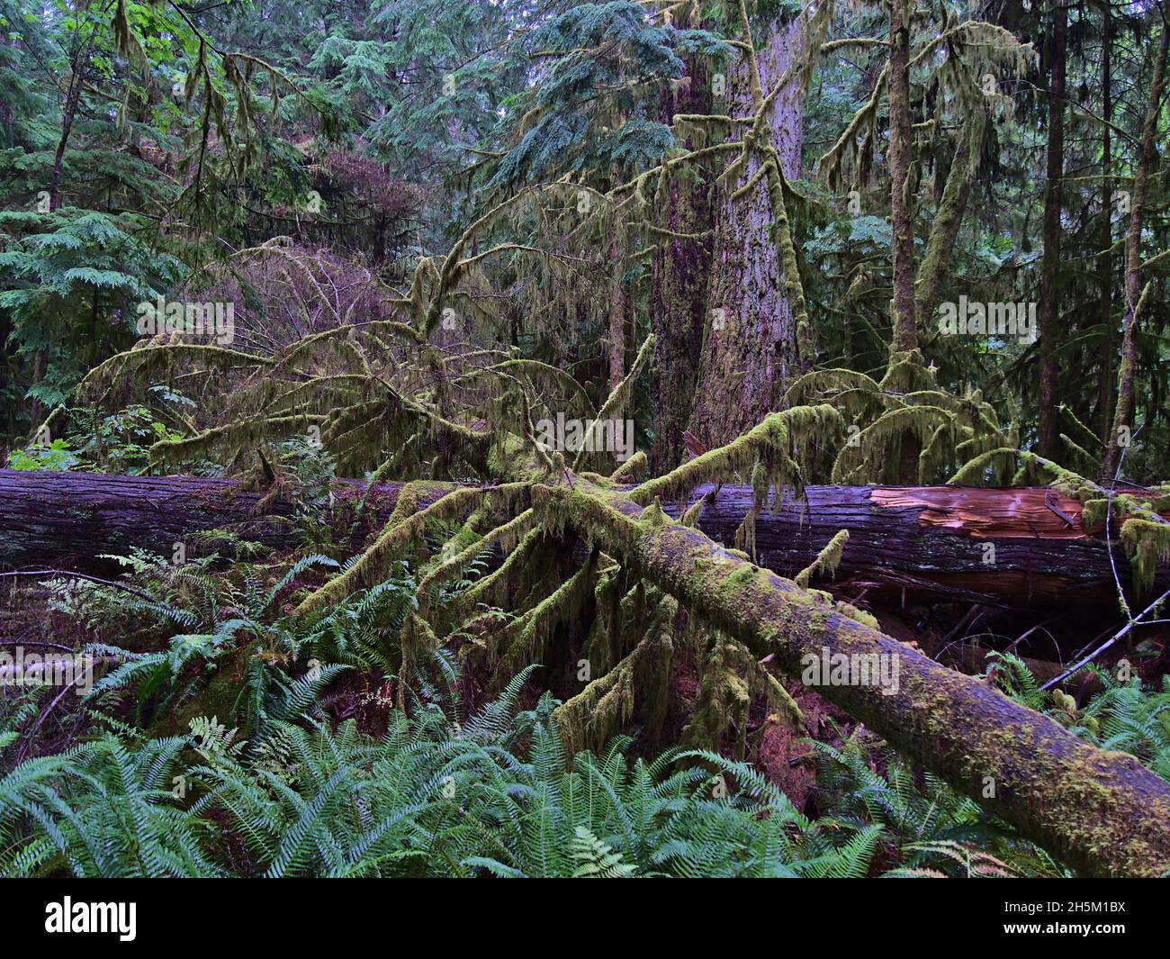 Moss-covered dead rotting trees lying on the ground in temperate ...