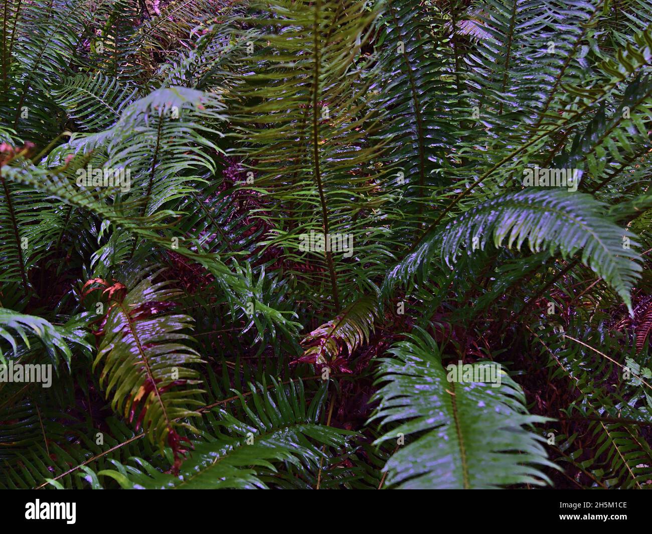 British columbia western sword fern hi-res stock photography and images ...