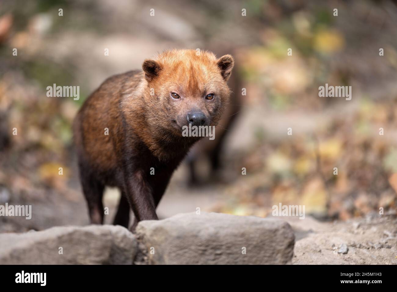 Forest dog running on the trail Stock Photo - Alamy