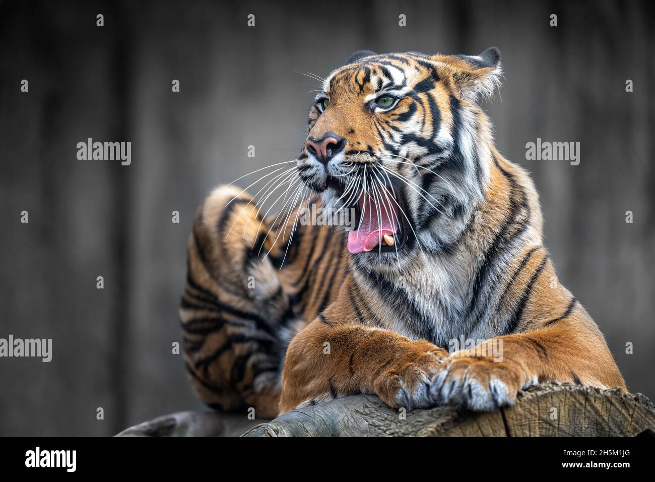 The tiger lies on the trunk of a felled tree and looks out Stock Photo ...