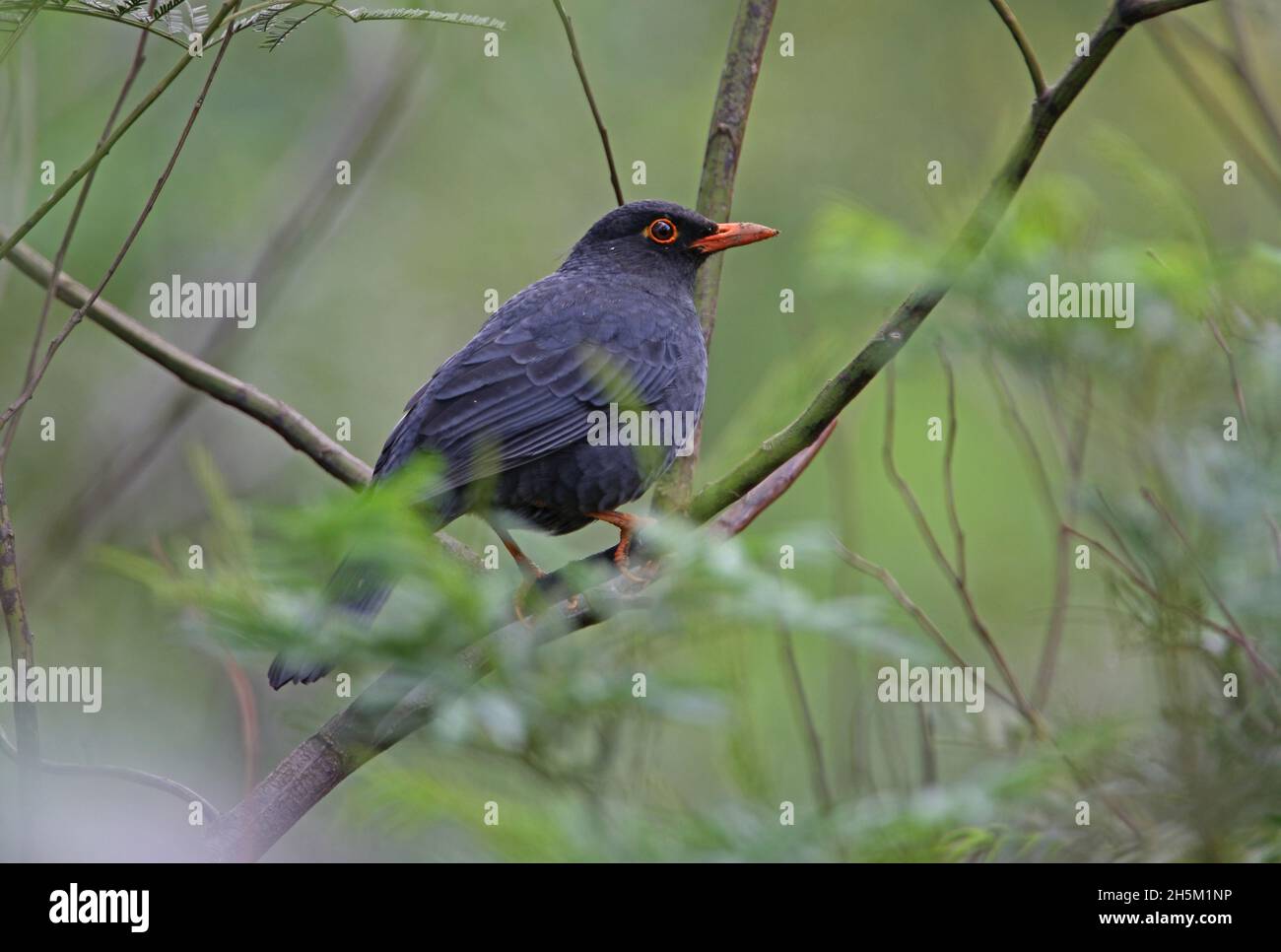 Indian Blackbird (Turdus simillimus kinnisii) adult male perched in ...