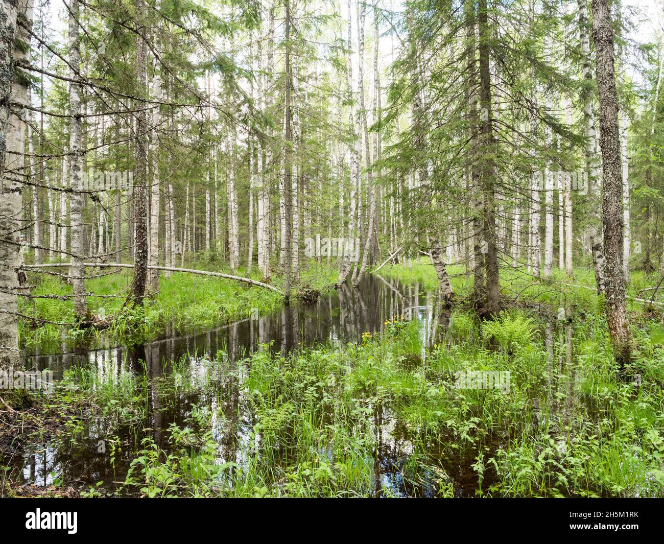 Flooding stream river hi-res stock photography and images - Alamy