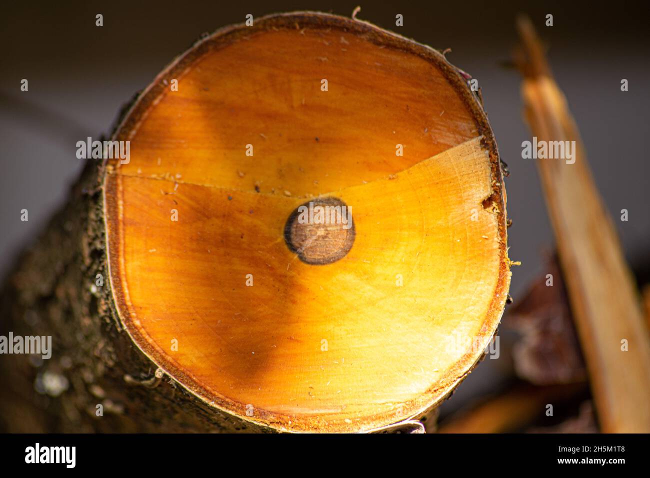 Cutting trees hi-res stock photography and images - Alamy
