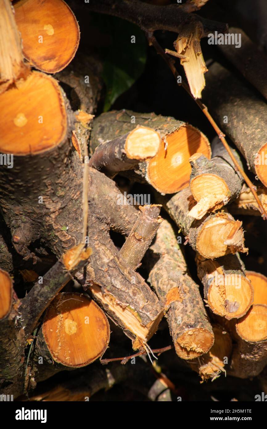 Cutted wood hi-res stock photography and images - Alamy