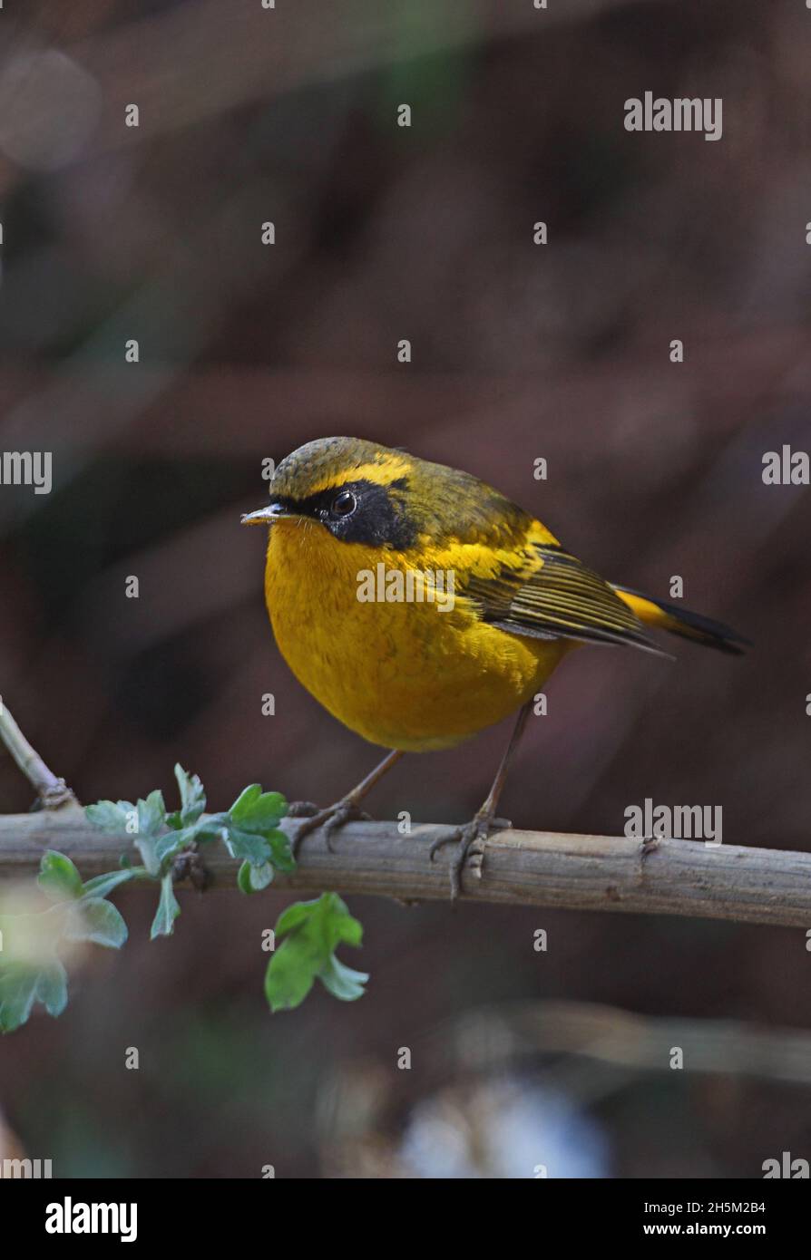 Golden Bush-robin (Tarsiger chrysaeus chrysaeus) adult male perched on ...