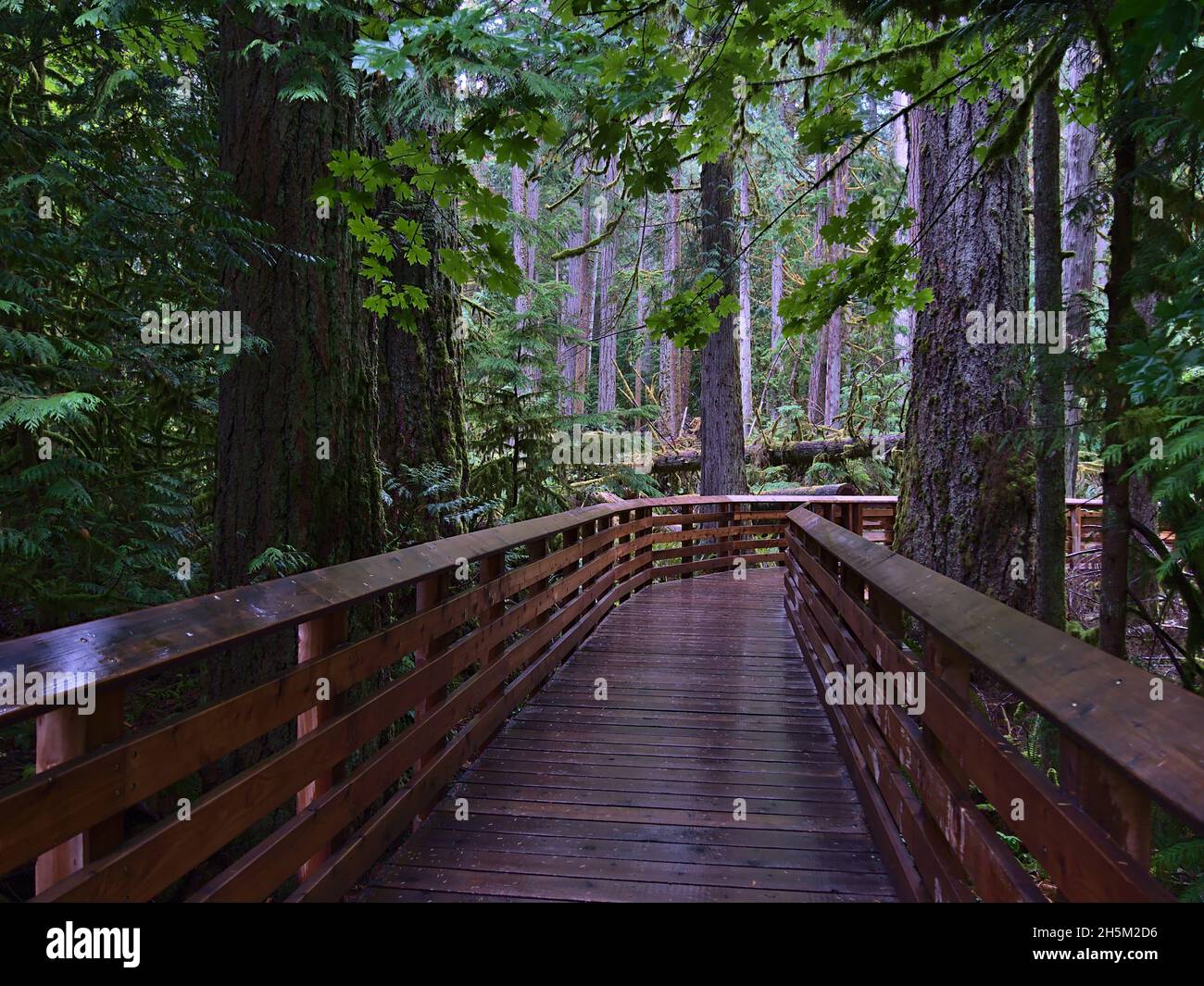 Wooden boardwalk leading through forest of old Douglas fir trees at ...