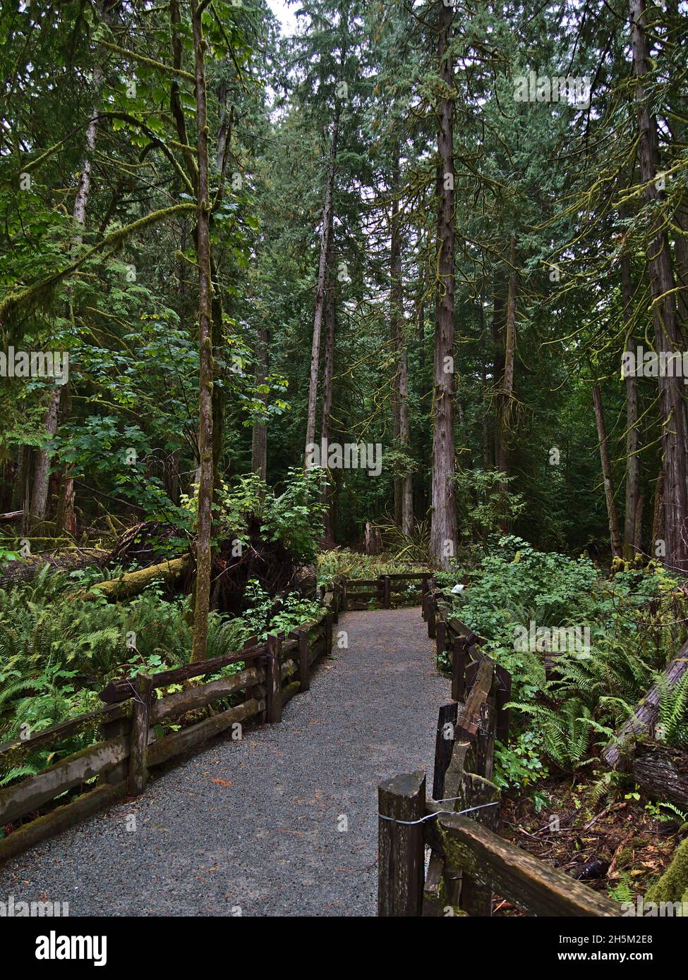 Portrait view of footpath with wooden railing between dense forest at ...