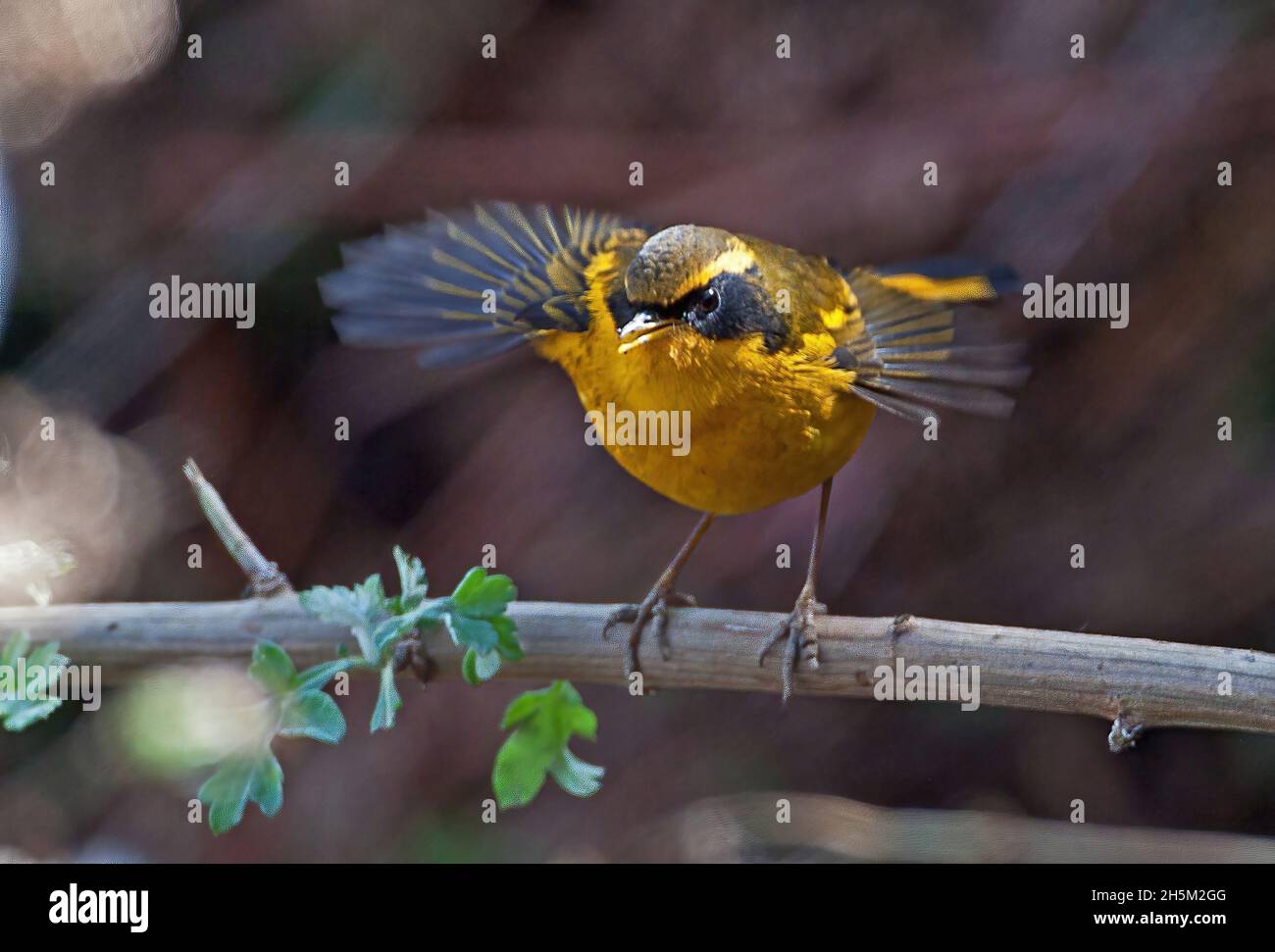 Golden Bush-robin (Tarsiger chrysaeus chrysaeus) adult male perched on ...