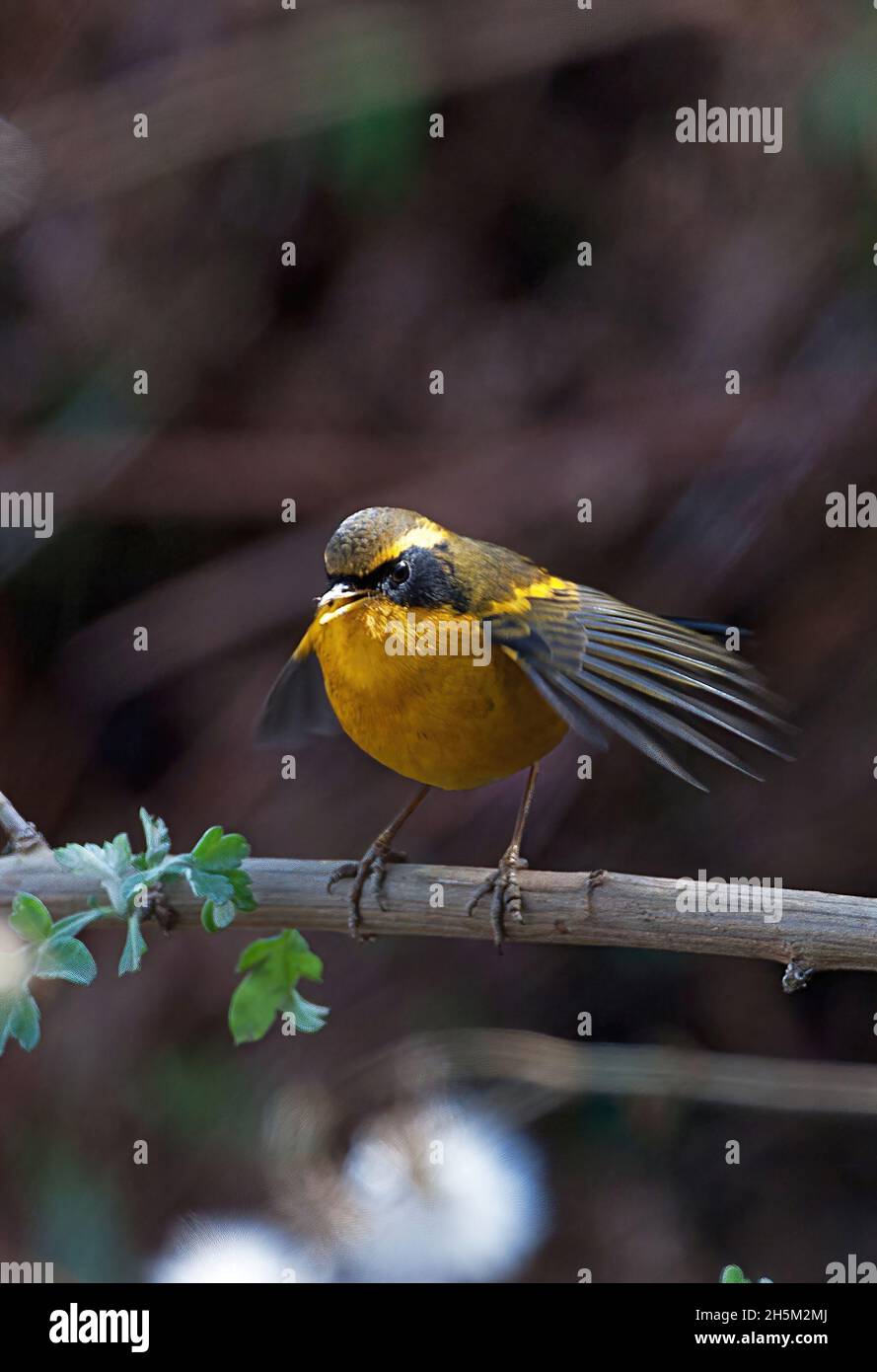 Golden Bush-robin (Tarsiger chrysaeus chrysaeus) adult male perched on ...