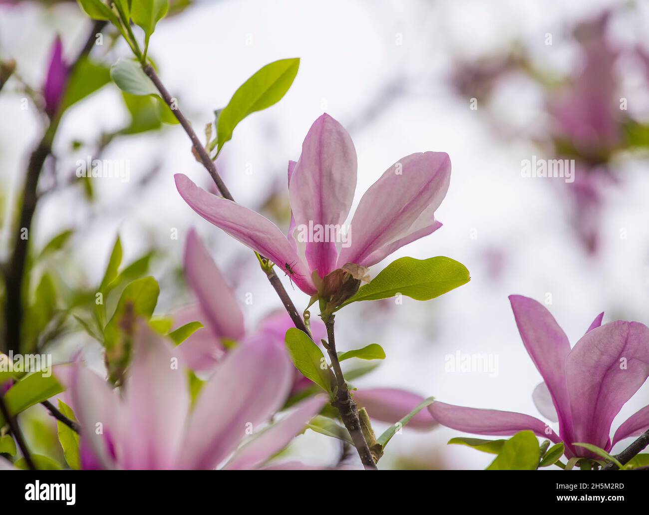 Magnolia tree flower in hi-res stock photography and images - Alamy