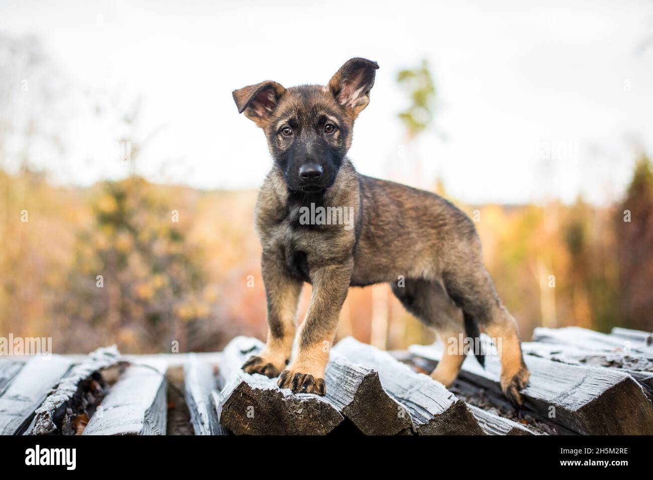 Grey shepherd puppy hi-res stock photography and images - Alamy