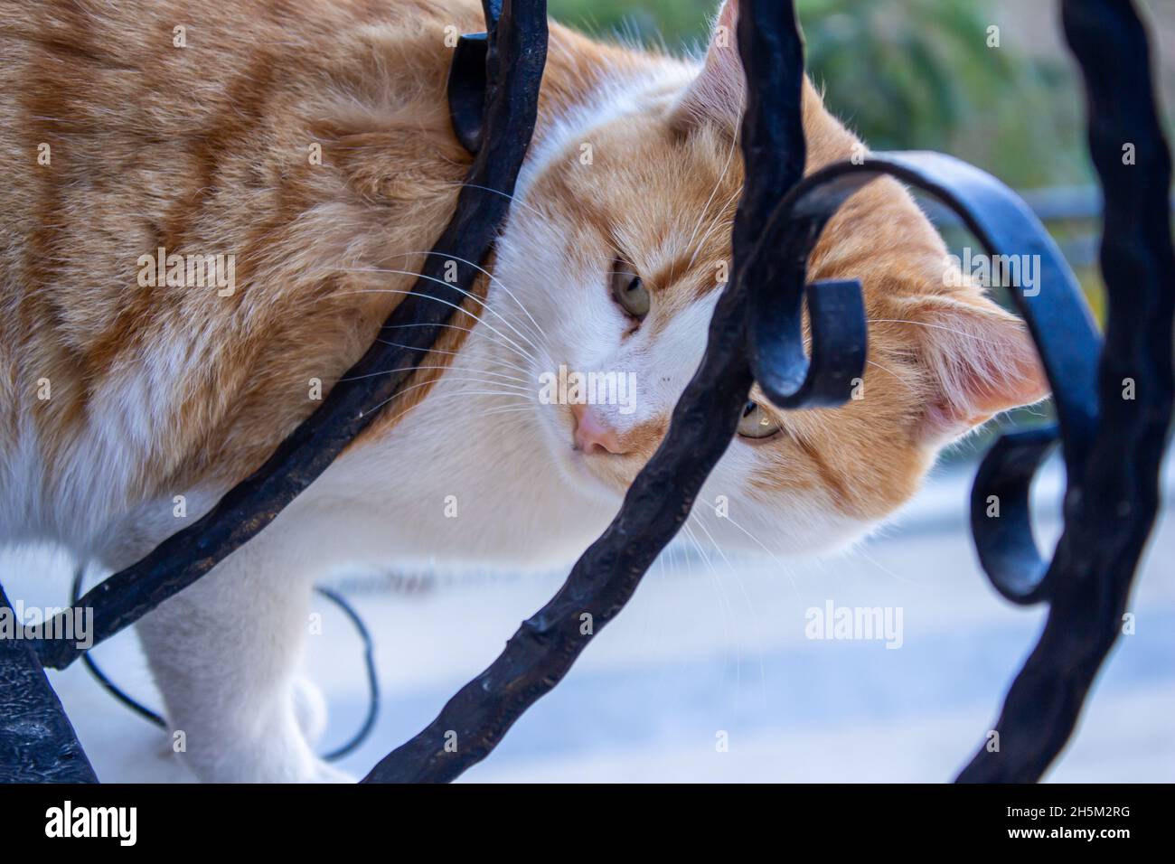 Stray cat portrait, homeless cat looks at home through balcony railings ...