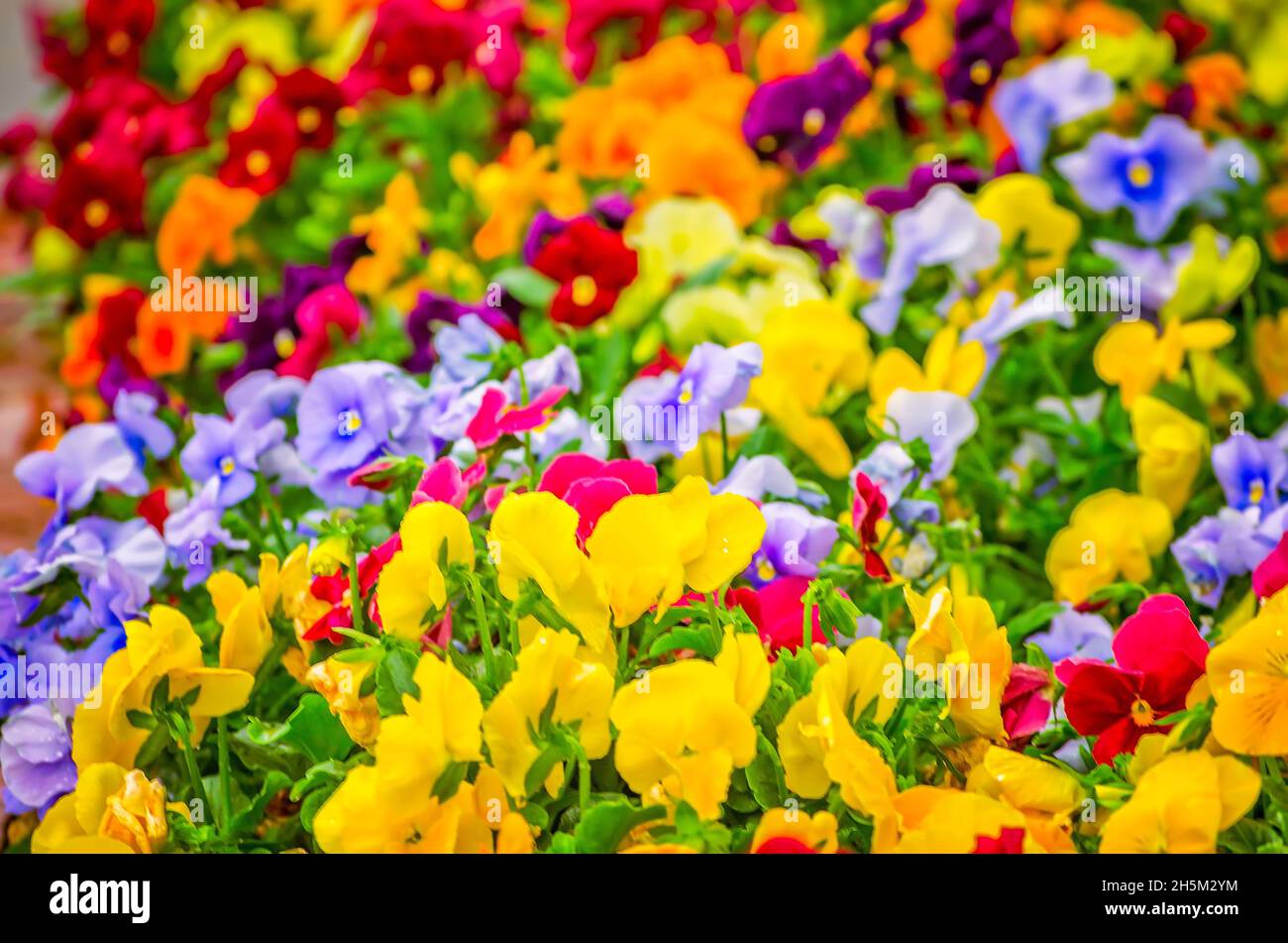 Pansies and violets hi-res stock photography and images - Alamy