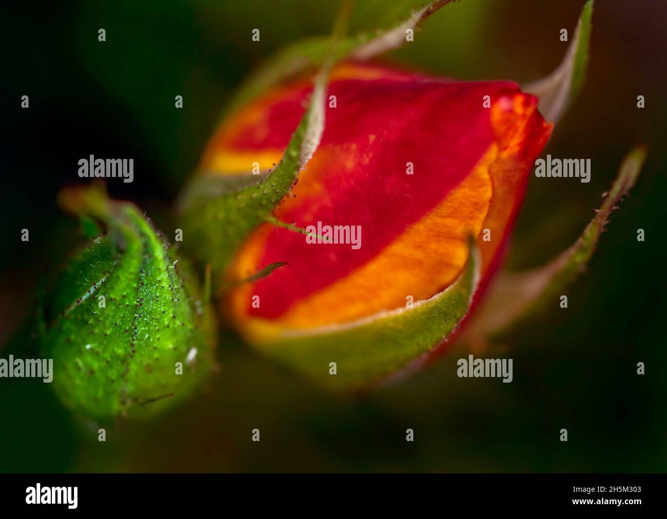 The bud of Joseph’s Coat rose shows the flower’s orange and yellow ...