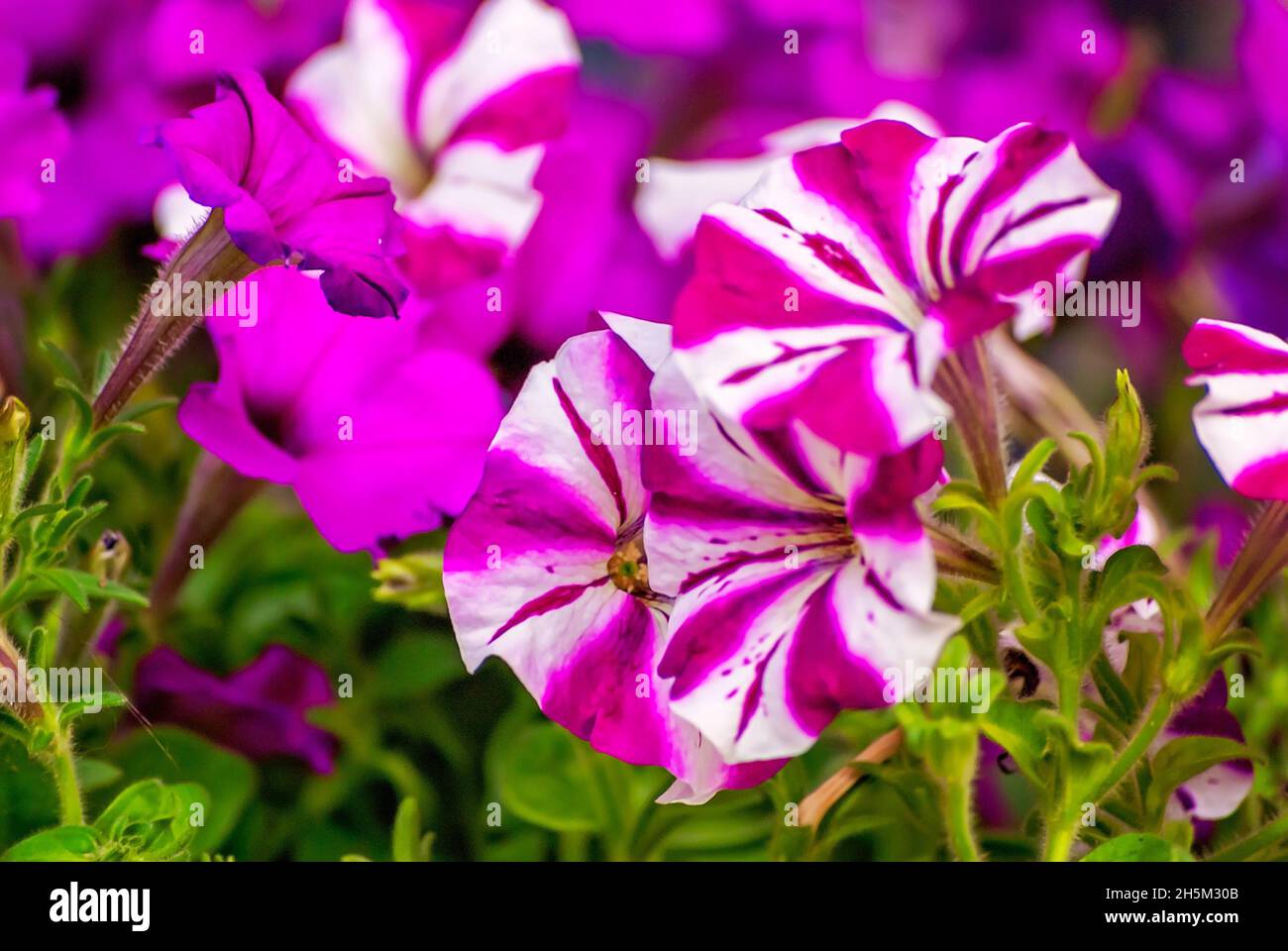 Hybrids atkinsiana hi-res stock photography and images - Alamy