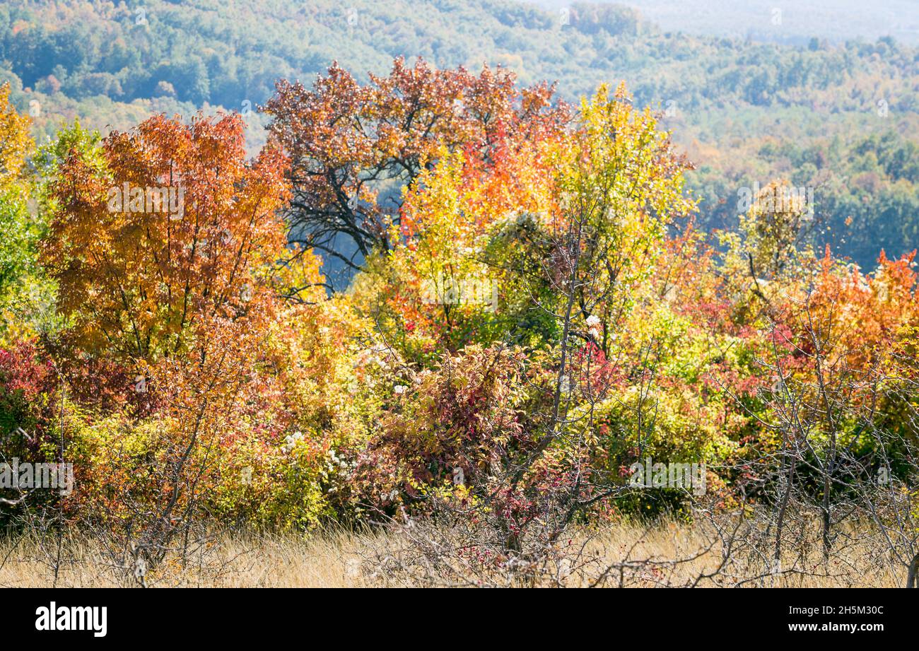 Autumn sunlight on hillside trees hi-res stock photography and images ...