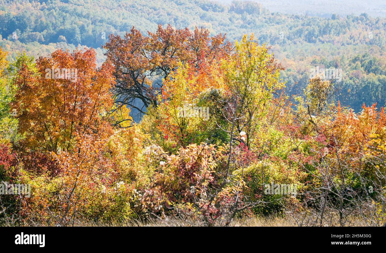 Autumn sunlight on hillside trees hi-res stock photography and images ...