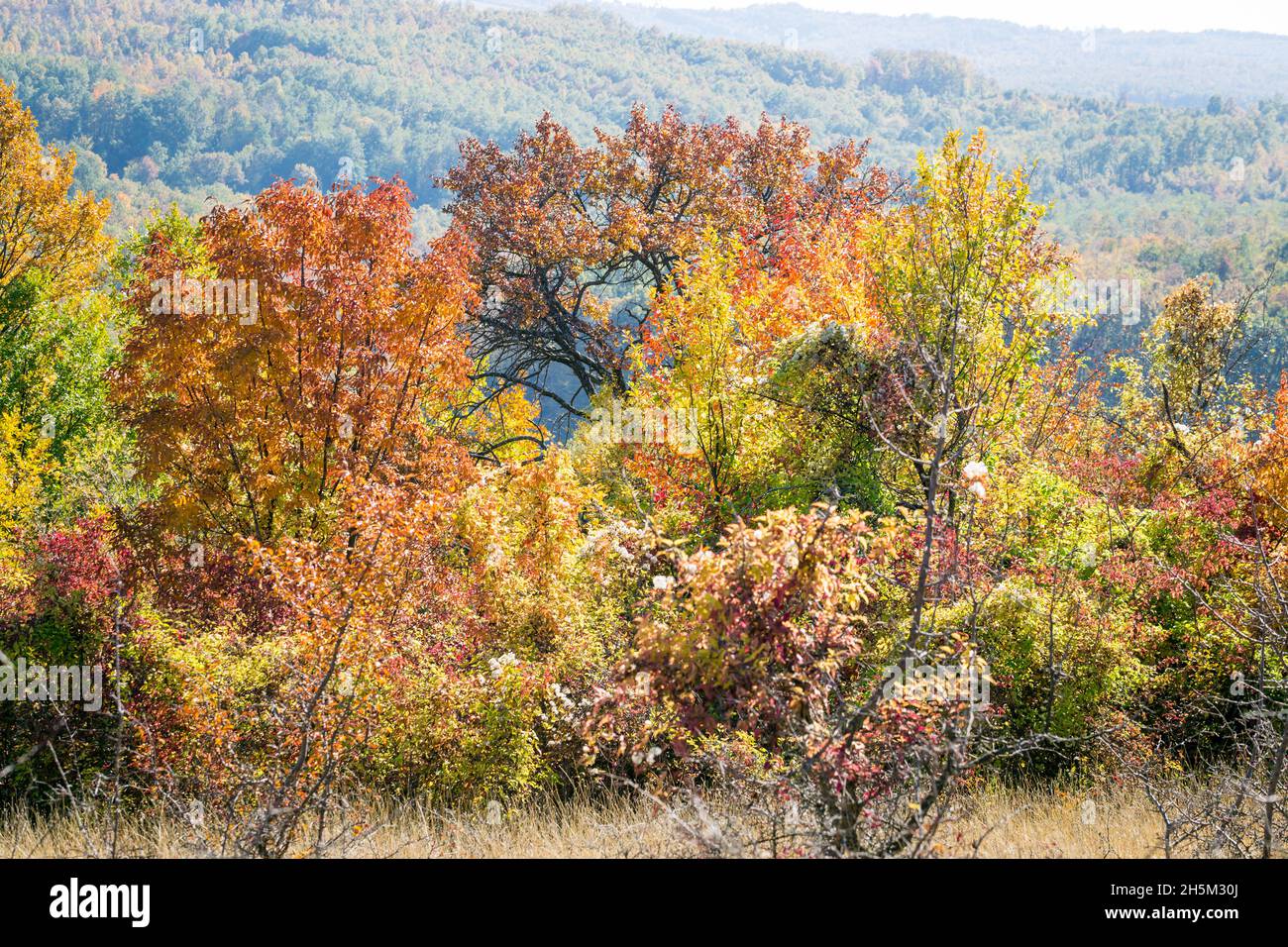 Autumn sunlight on hillside trees hi-res stock photography and images ...