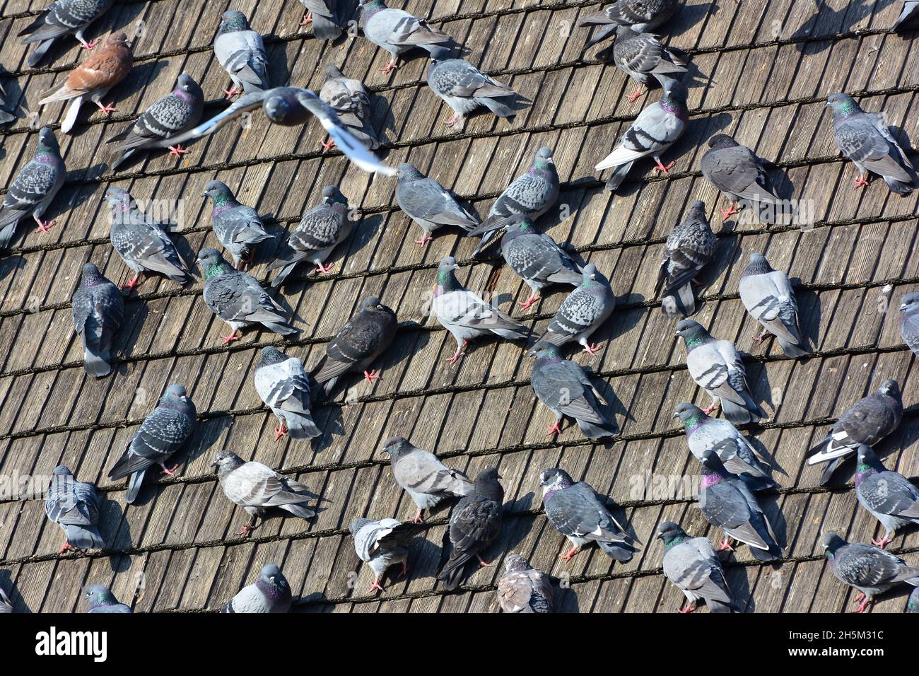 Domestic pigeons, Haustaube, pigeon domestique, Columba livia domestica ...