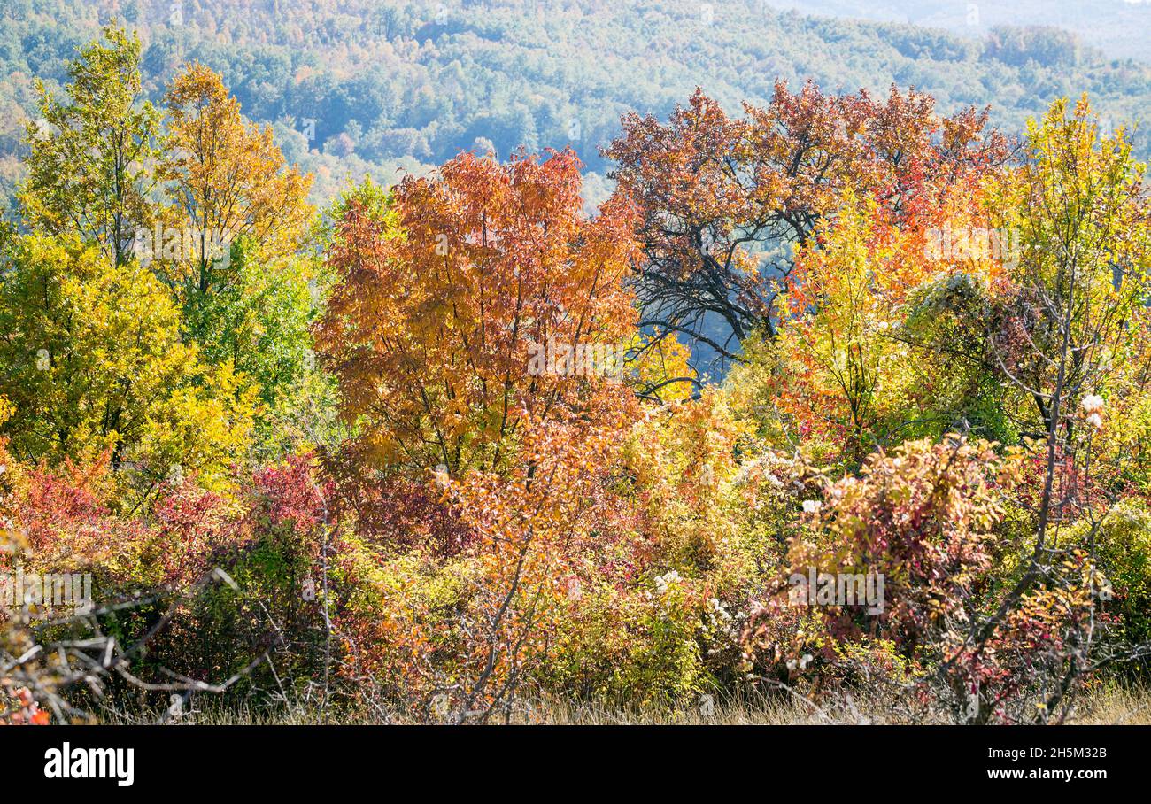 Colorful autumn forest on the hillside Stock Photo - Alamy